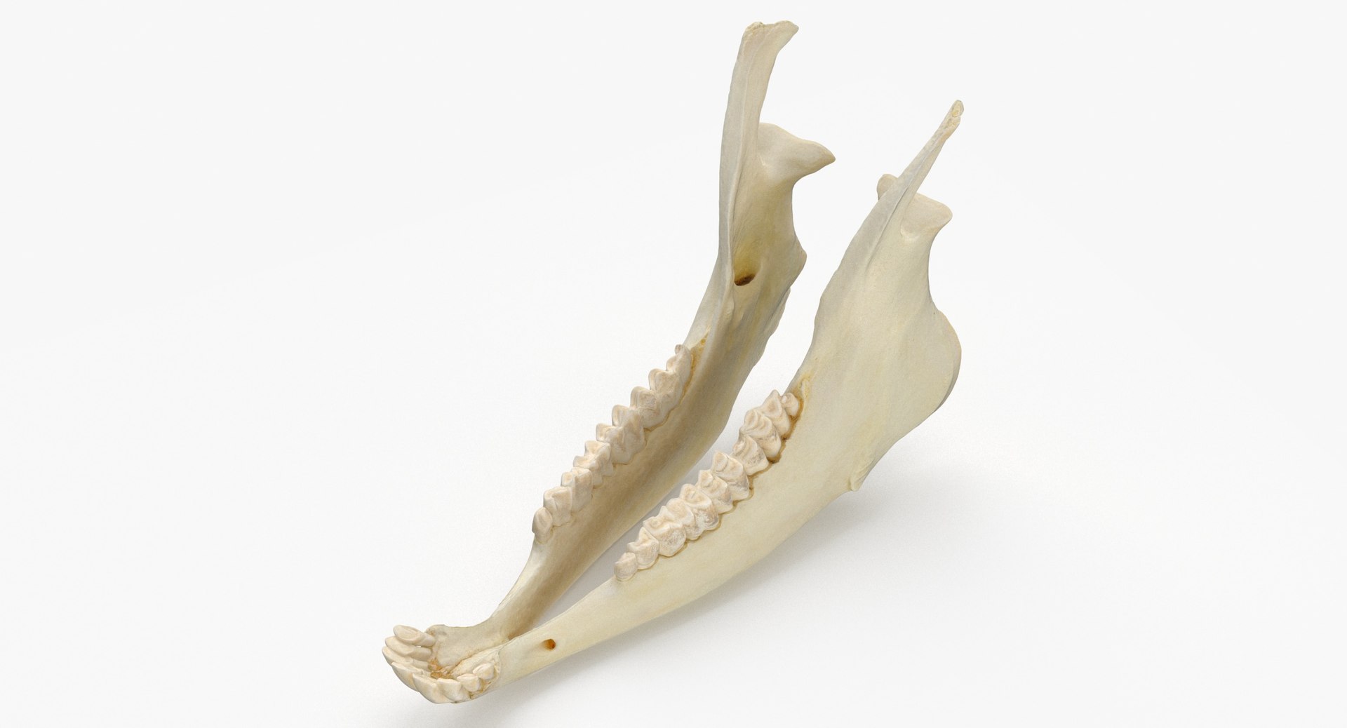 3D Domestic Goat Male Jaw 01 - TurboSquid 2115814