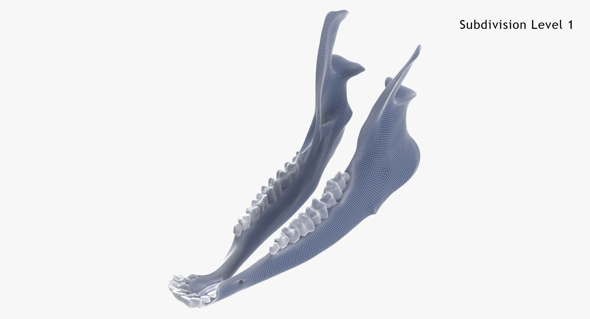 3D Domestic Goat Male Jaw 01 - TurboSquid 2115814