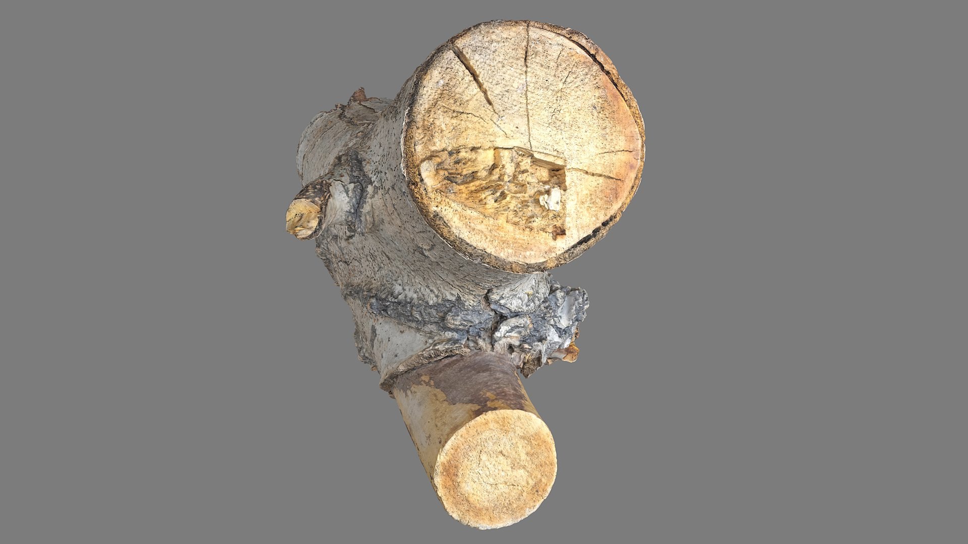 3D Tree Trunks Collection - TurboSquid 2037558