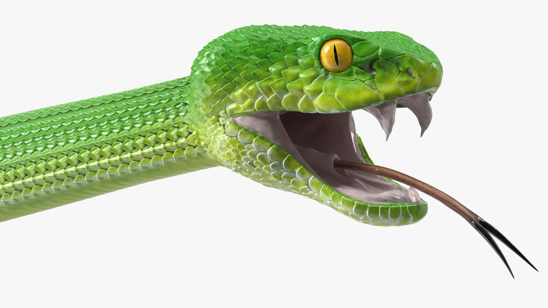 3D Green Trimeresurus Snake - TurboSquid 2107156
