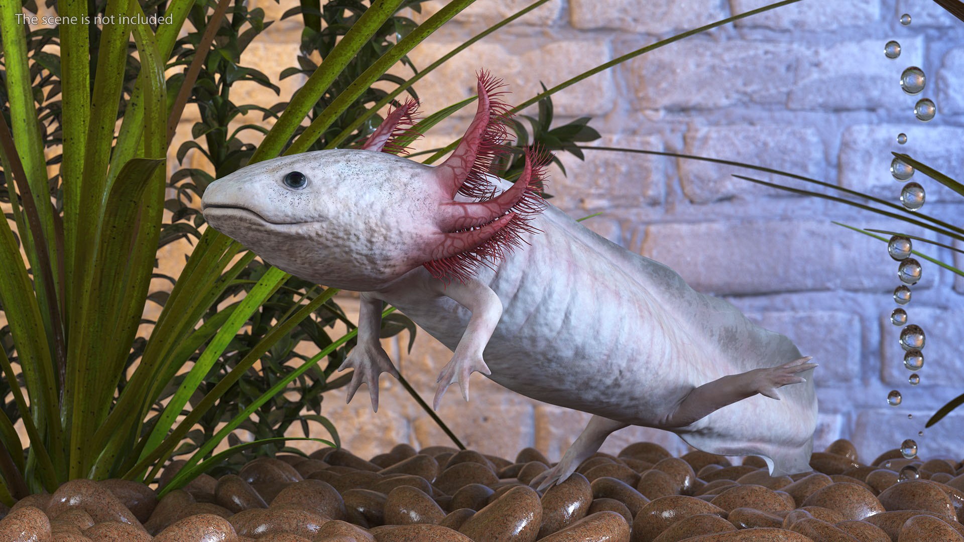 3D Pink Aquatic Salamander Model - TurboSquid 2209636