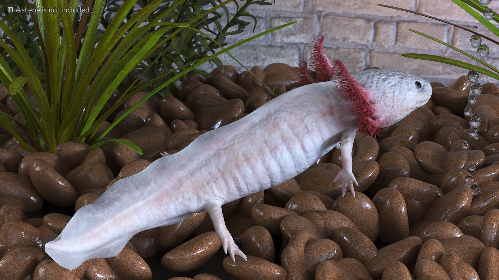 3D Pink Aquatic Salamander Model - TurboSquid 2209636