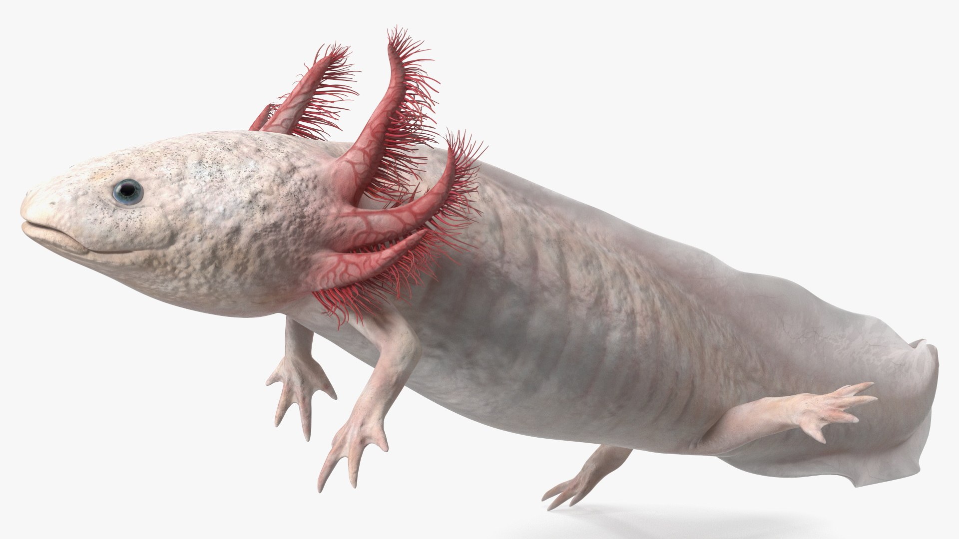 3D Pink Aquatic Salamander Model - TurboSquid 2209636