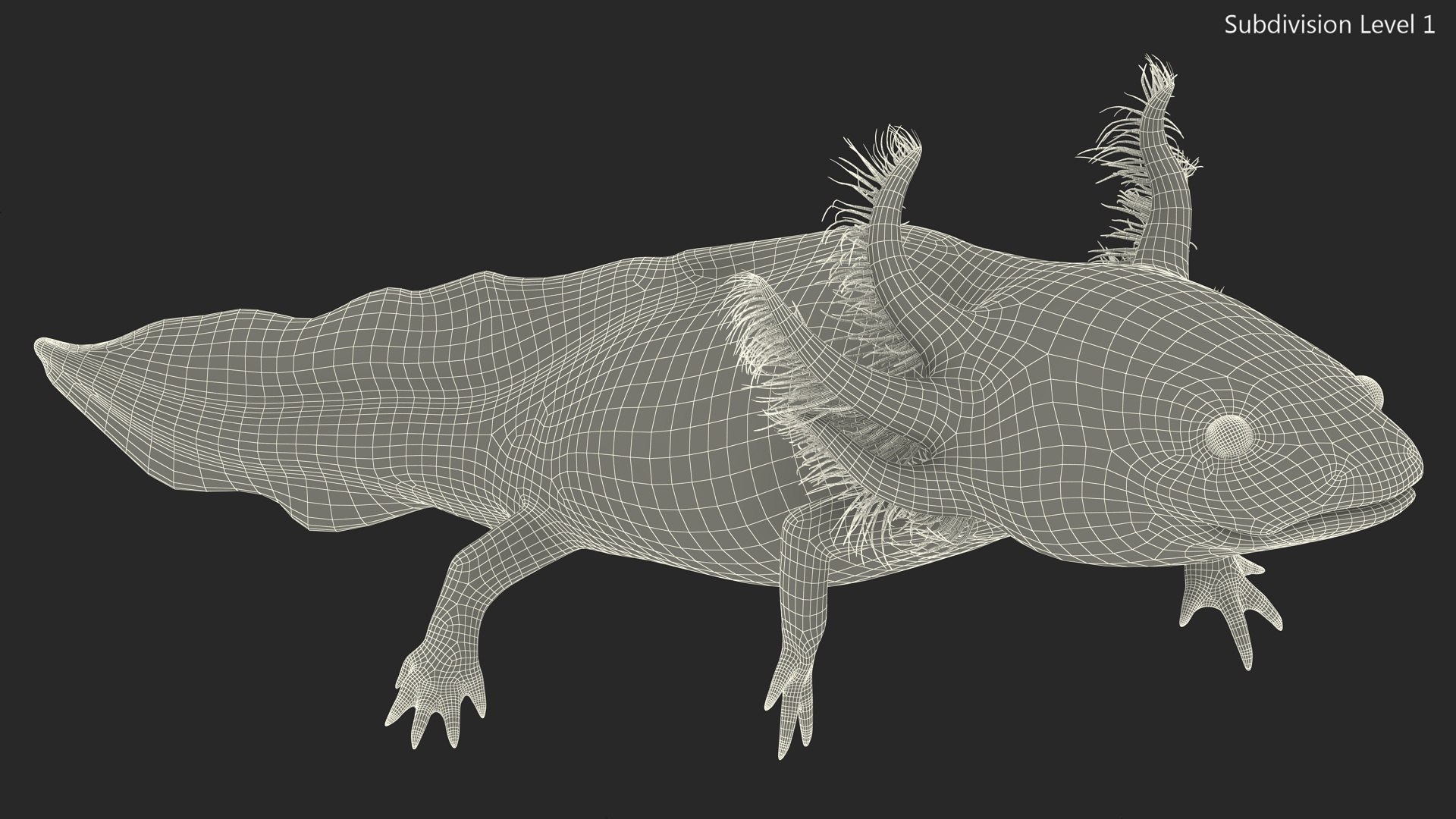 3D Pink Aquatic Salamander Model - TurboSquid 2209636