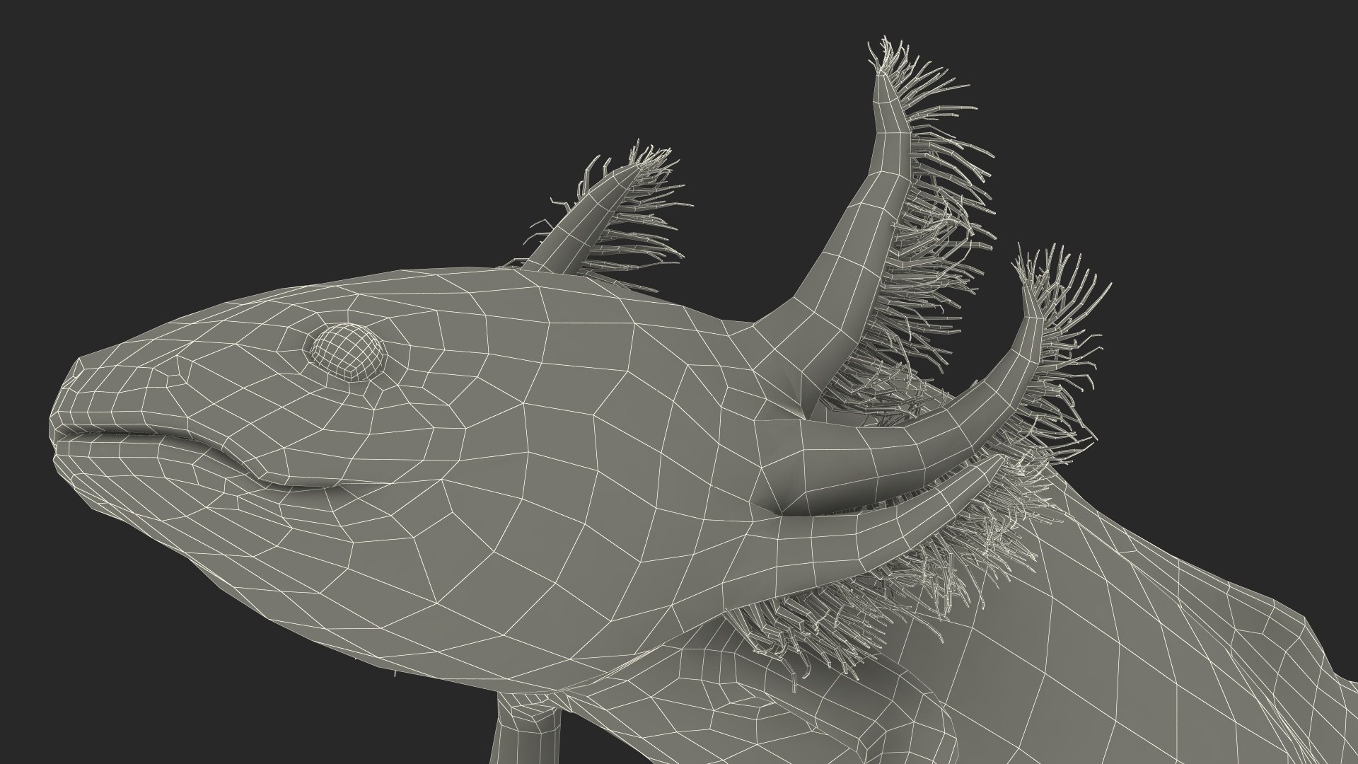 3D Pink Aquatic Salamander Model - TurboSquid 2209636