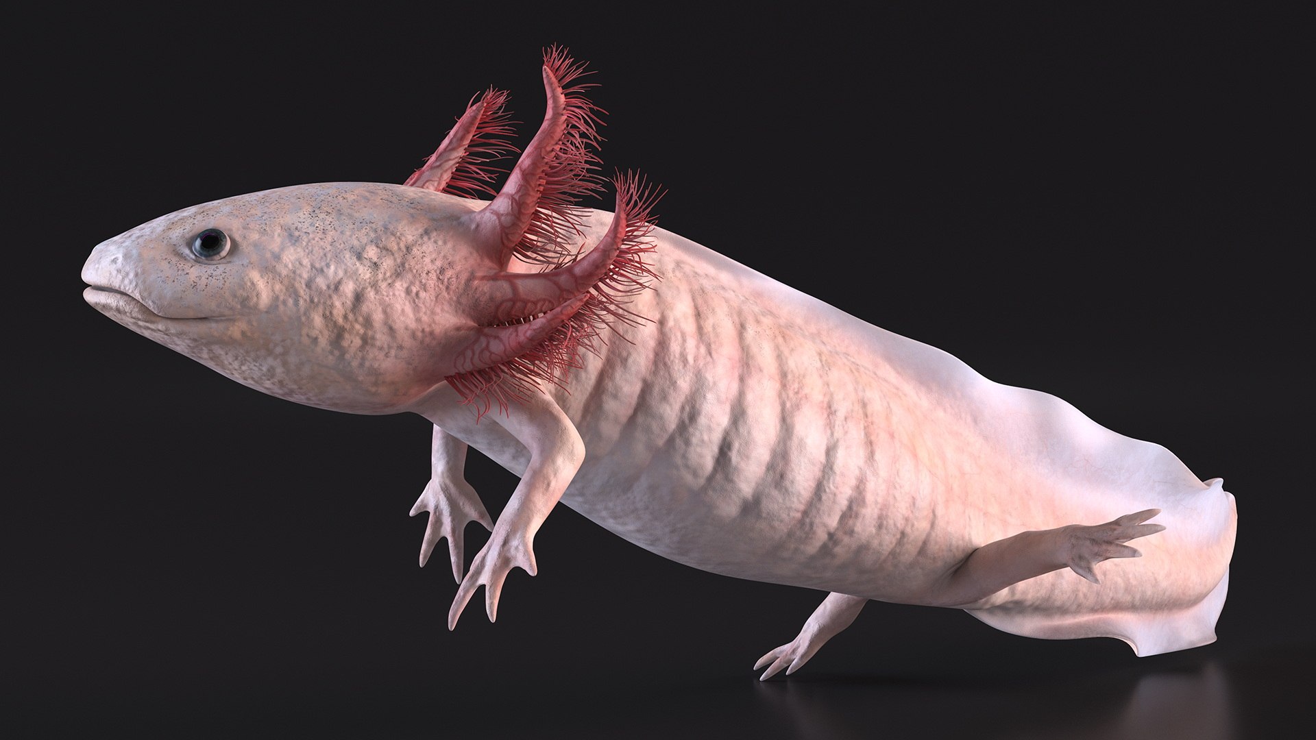 3D Pink Aquatic Salamander Model - TurboSquid 2209636