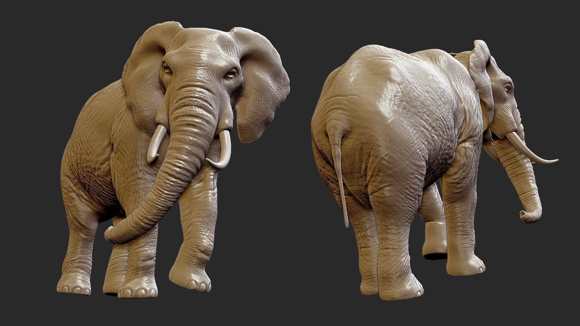 3D Model Elephant - TurboSquid 1697621