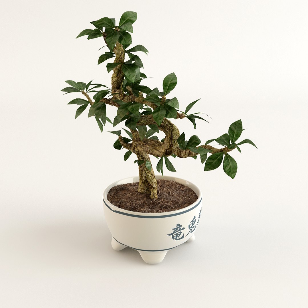3D Bonsai | 1143768 | TurboSquid