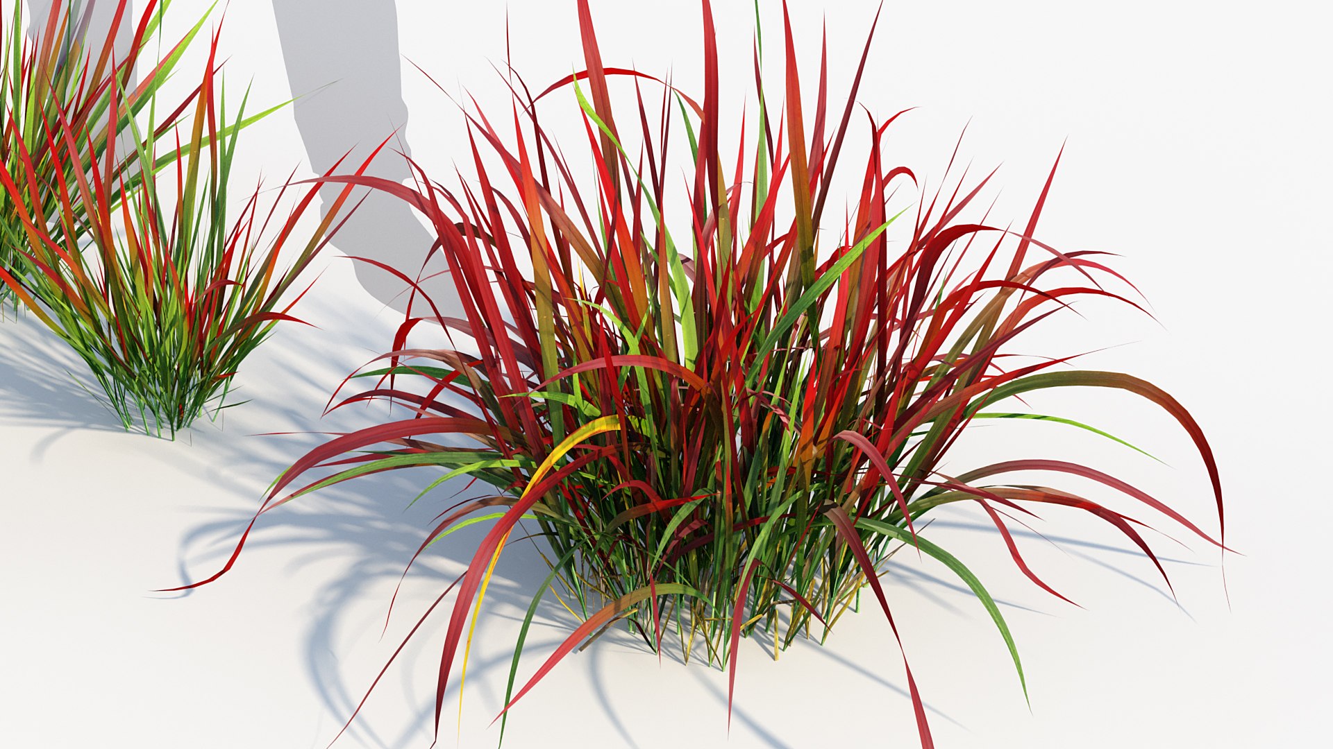 3D Imperata cylindrical rubra Japanese Bloodgrass model - TurboSquid ...