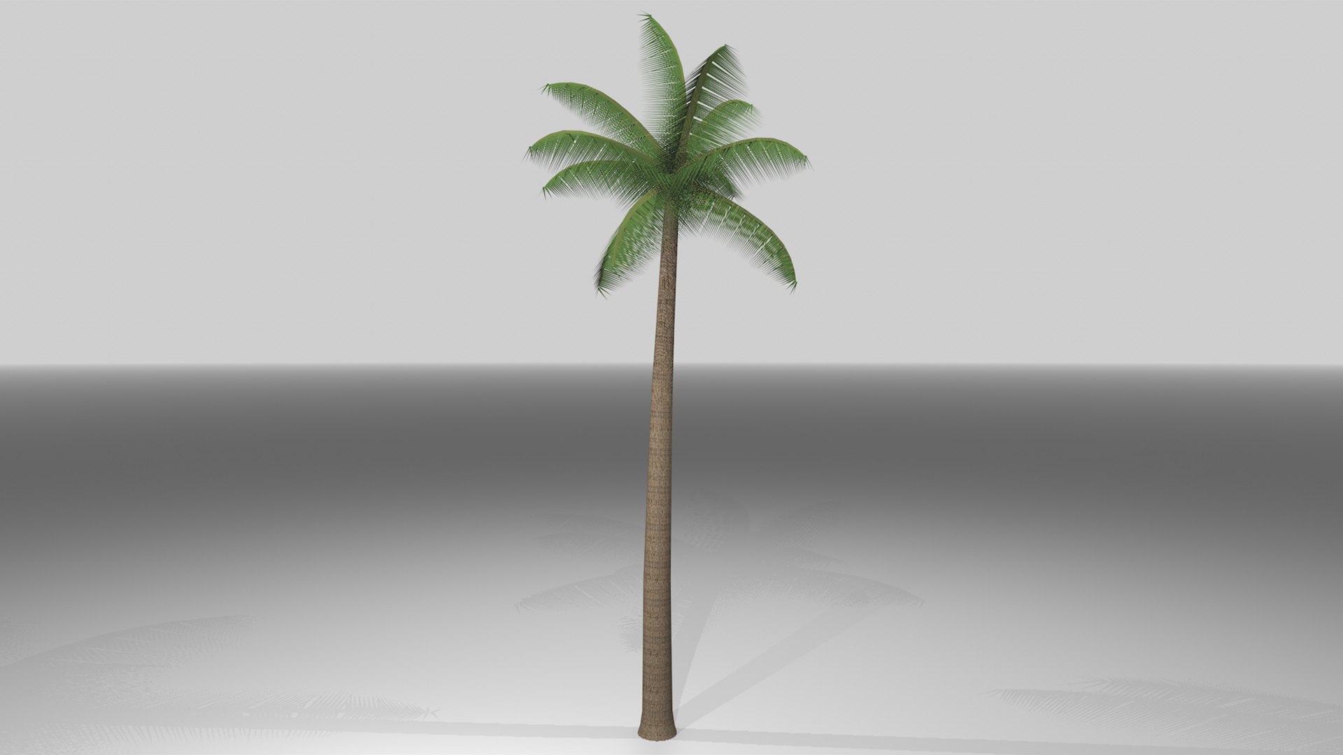 3d Model Palm Tree