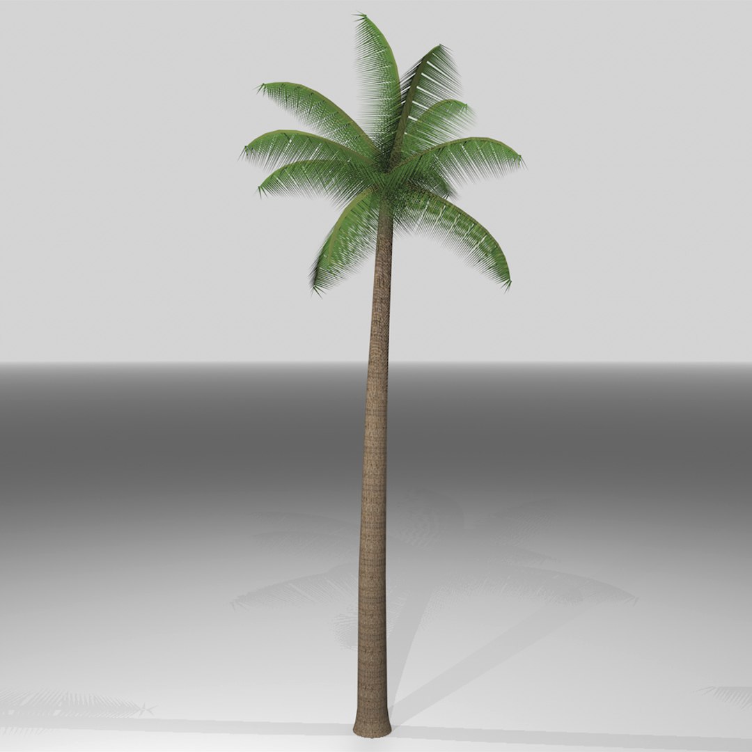 3d Model Palm Tree