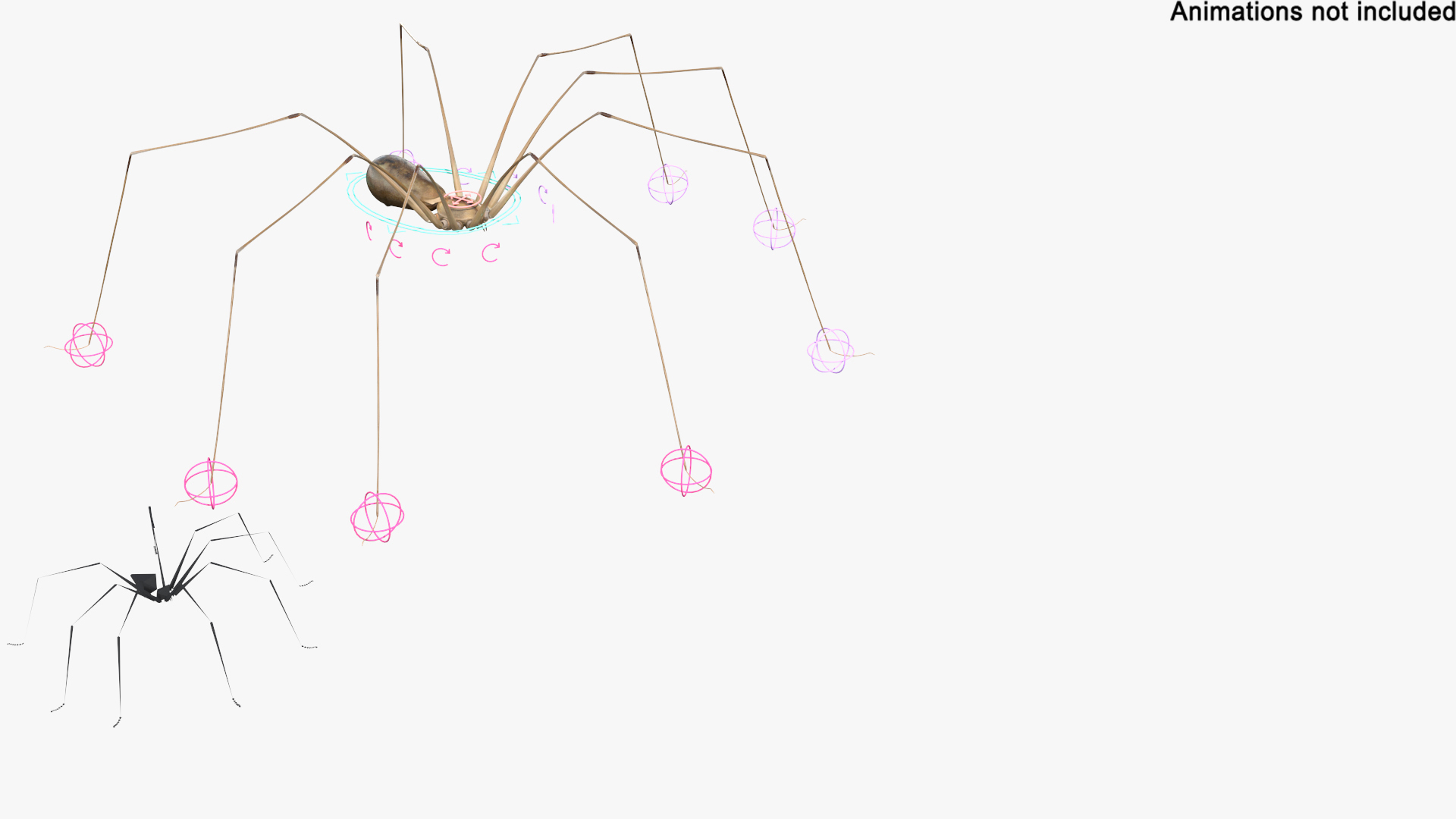 Long-legged House Spider Rigged Model - TurboSquid 2214651
