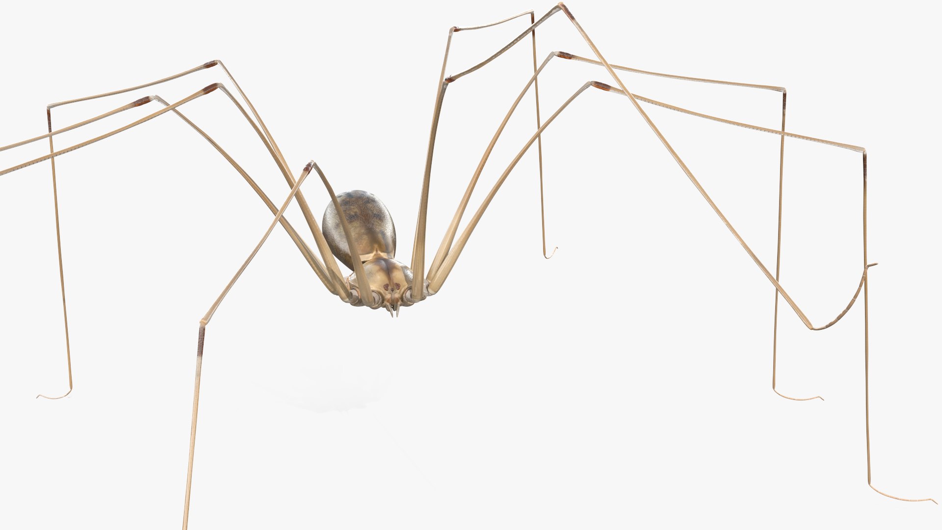 Long-legged House Spider Rigged Model - TurboSquid 2214651