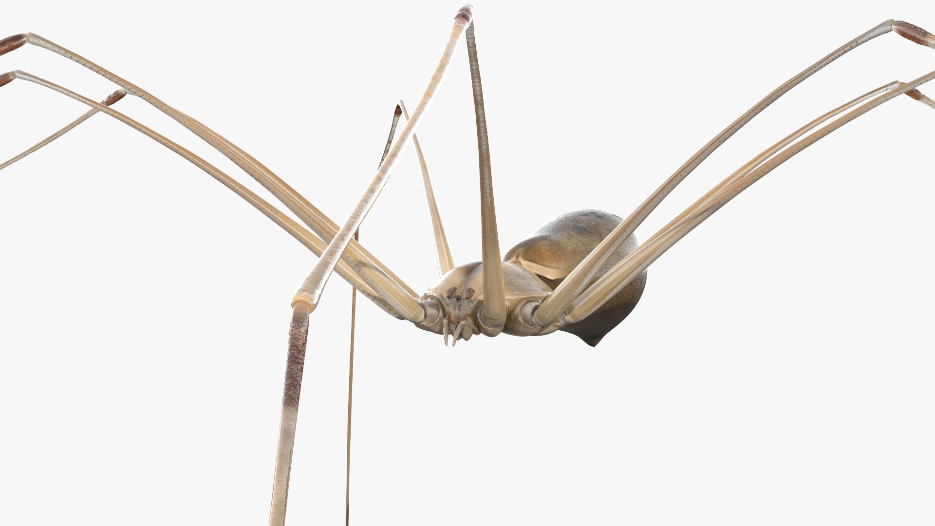 Long-legged House Spider Rigged Model - TurboSquid 2214651
