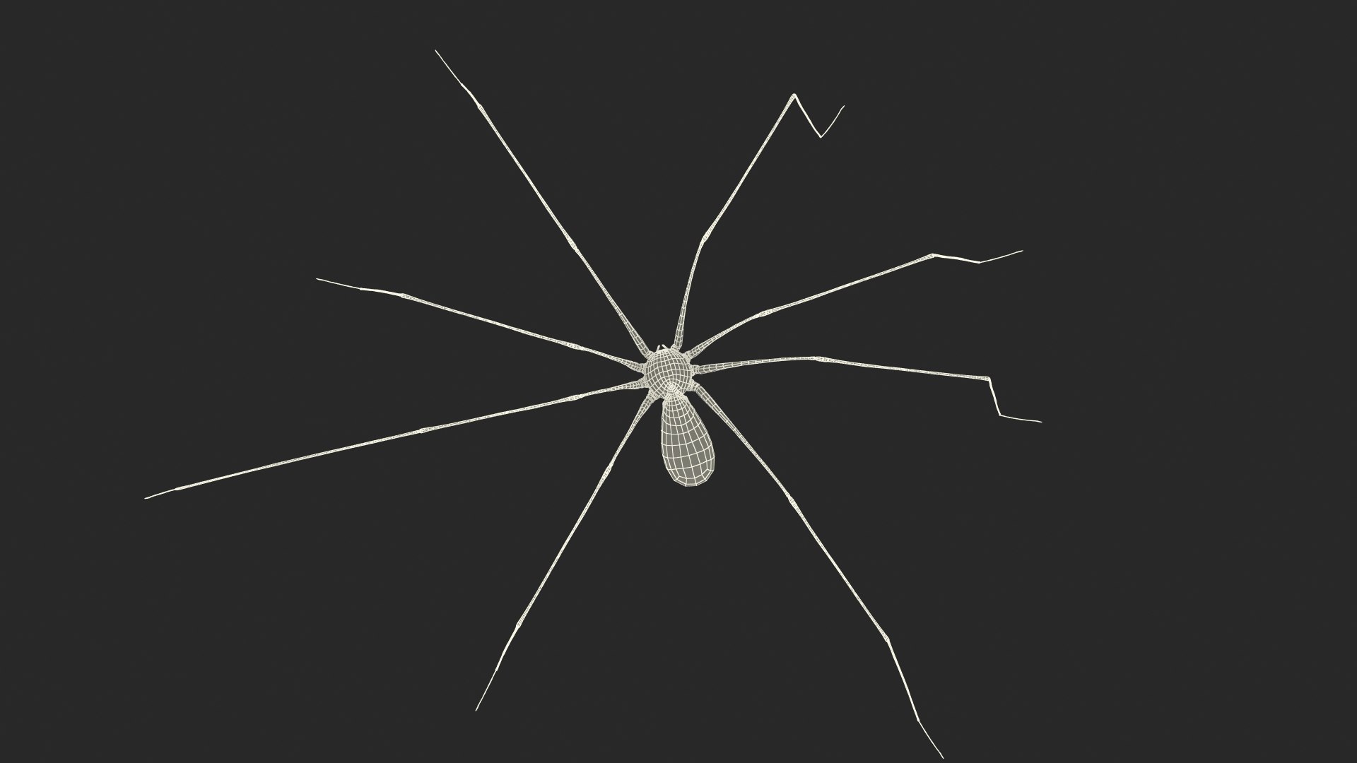 Long-legged House Spider Rigged Model - TurboSquid 2214651