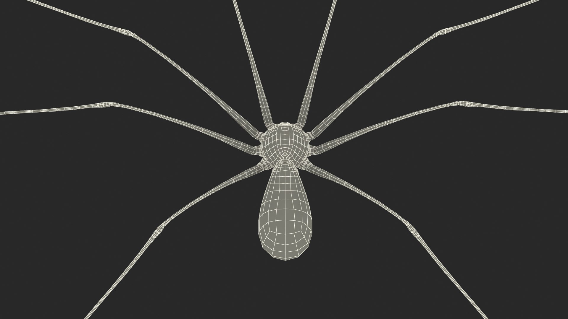 Long-legged House Spider Rigged Model - TurboSquid 2214651