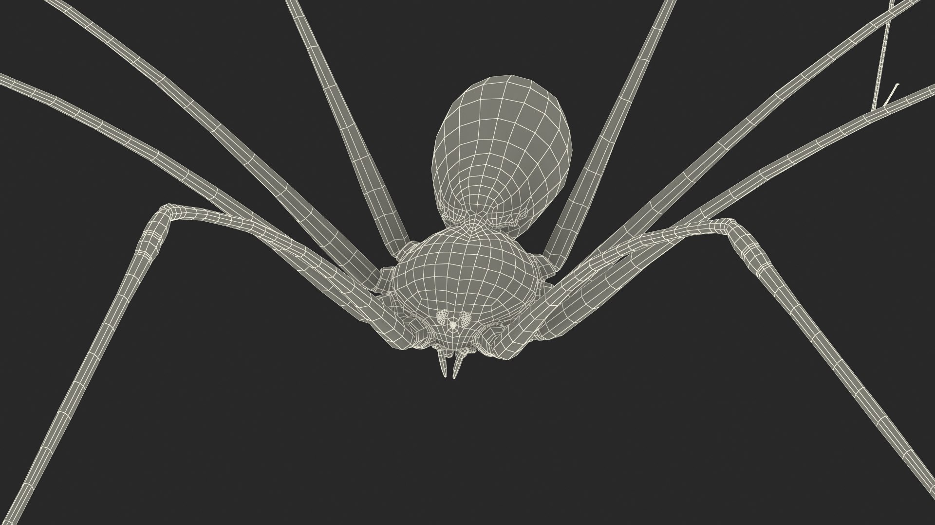 Long-legged House Spider Rigged Model - TurboSquid 2214651