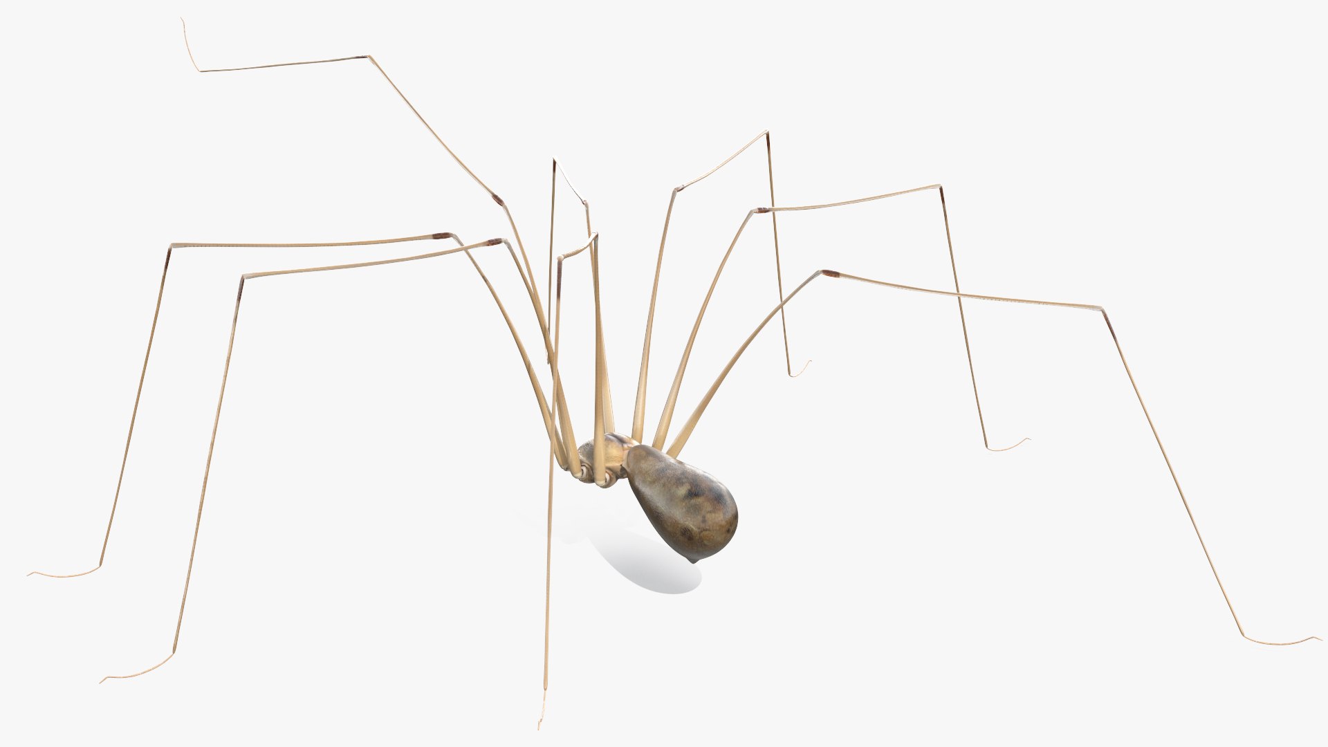 Long-legged House Spider Rigged Model - TurboSquid 2214651