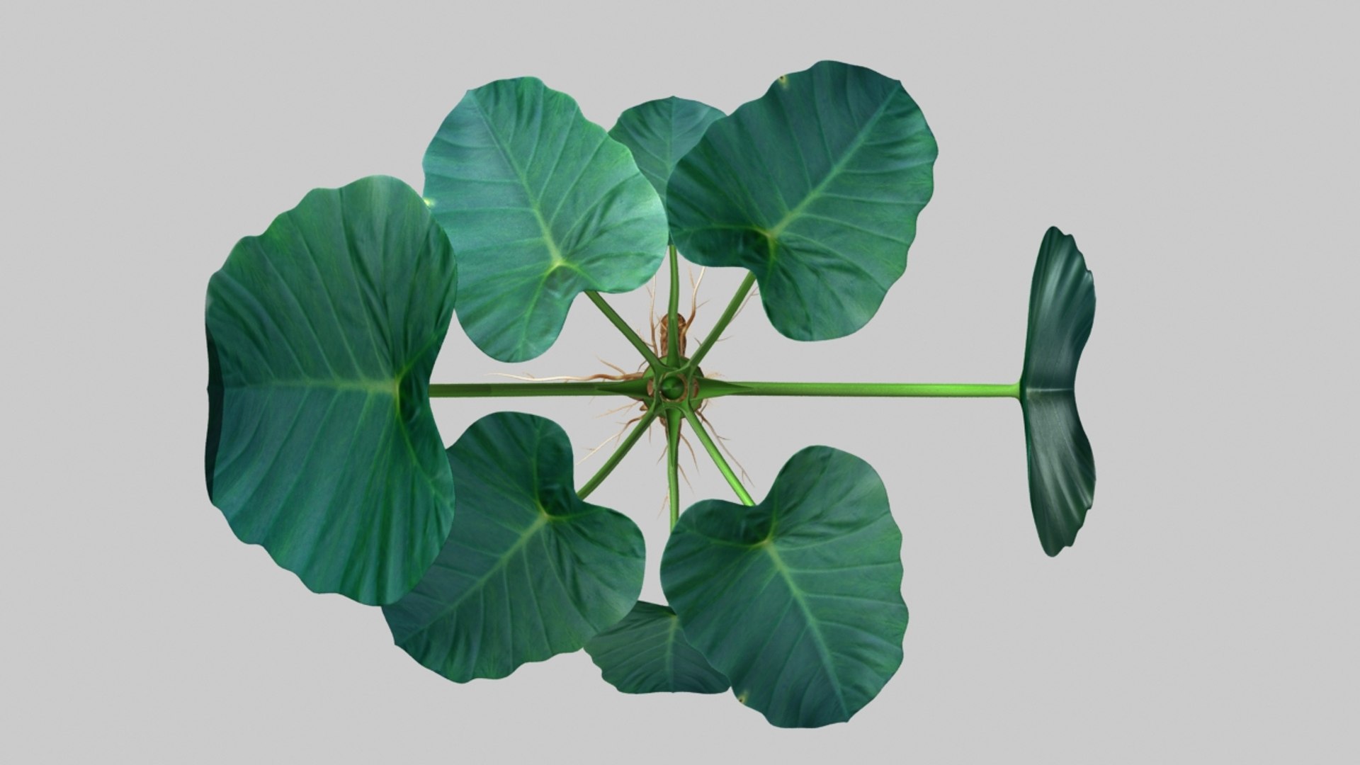 3d Model Colocasia Plants Naturalized