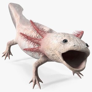 3D Axolotl Models | TurboSquid
