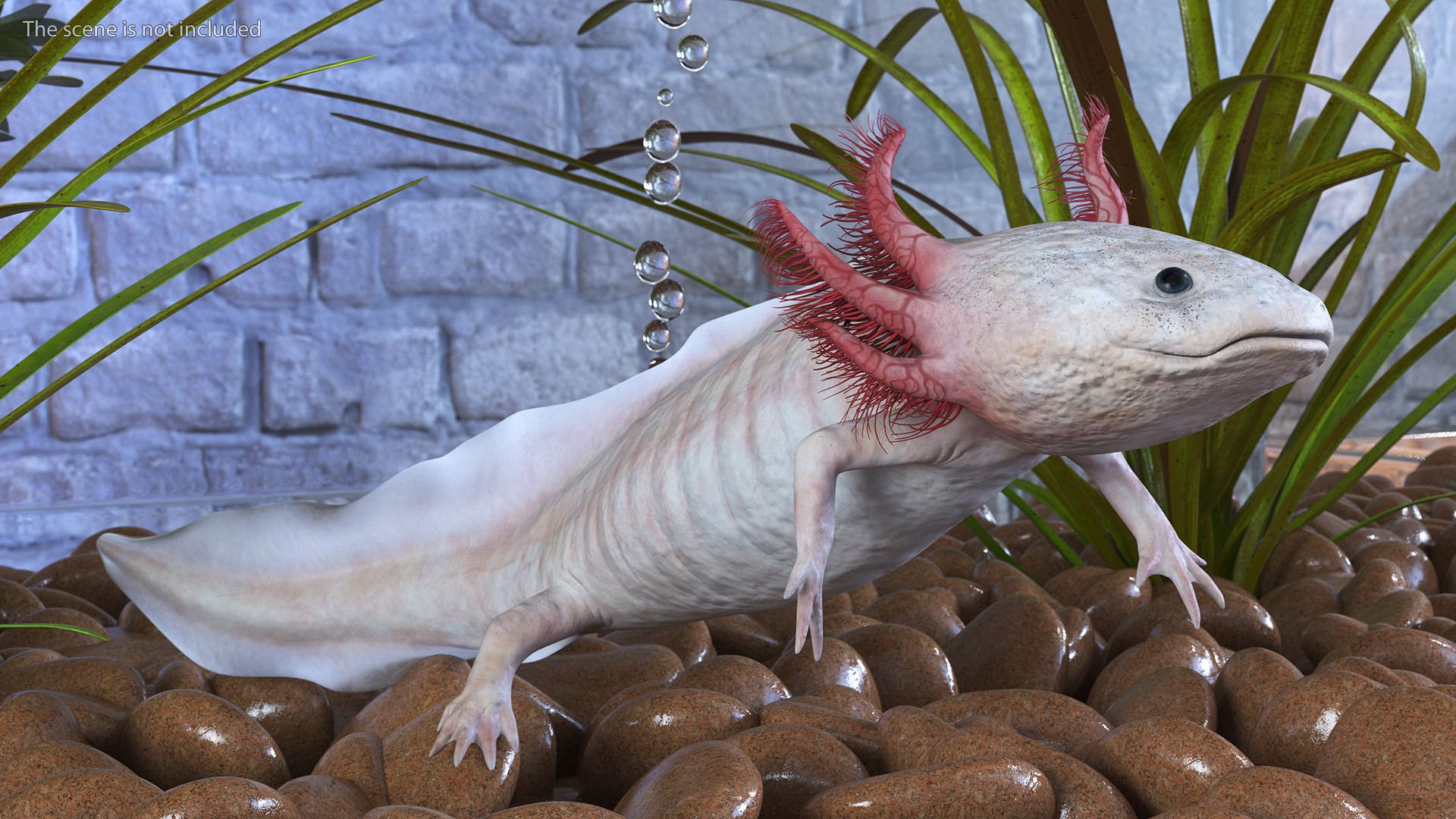 Axolotl Albino Rigged 3D Model - TurboSquid 2210068