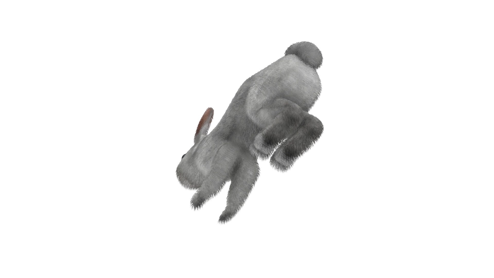 Rabbit 3D Model - TurboSquid 1840843