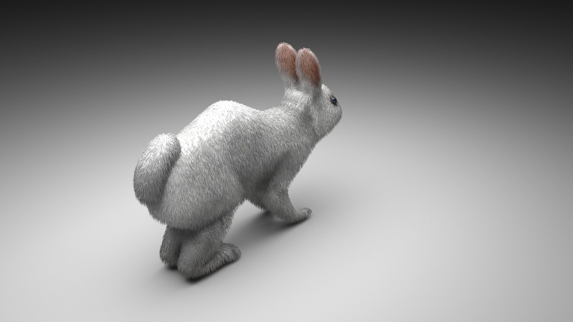 Rabbit 3D model - TurboSquid 1840843