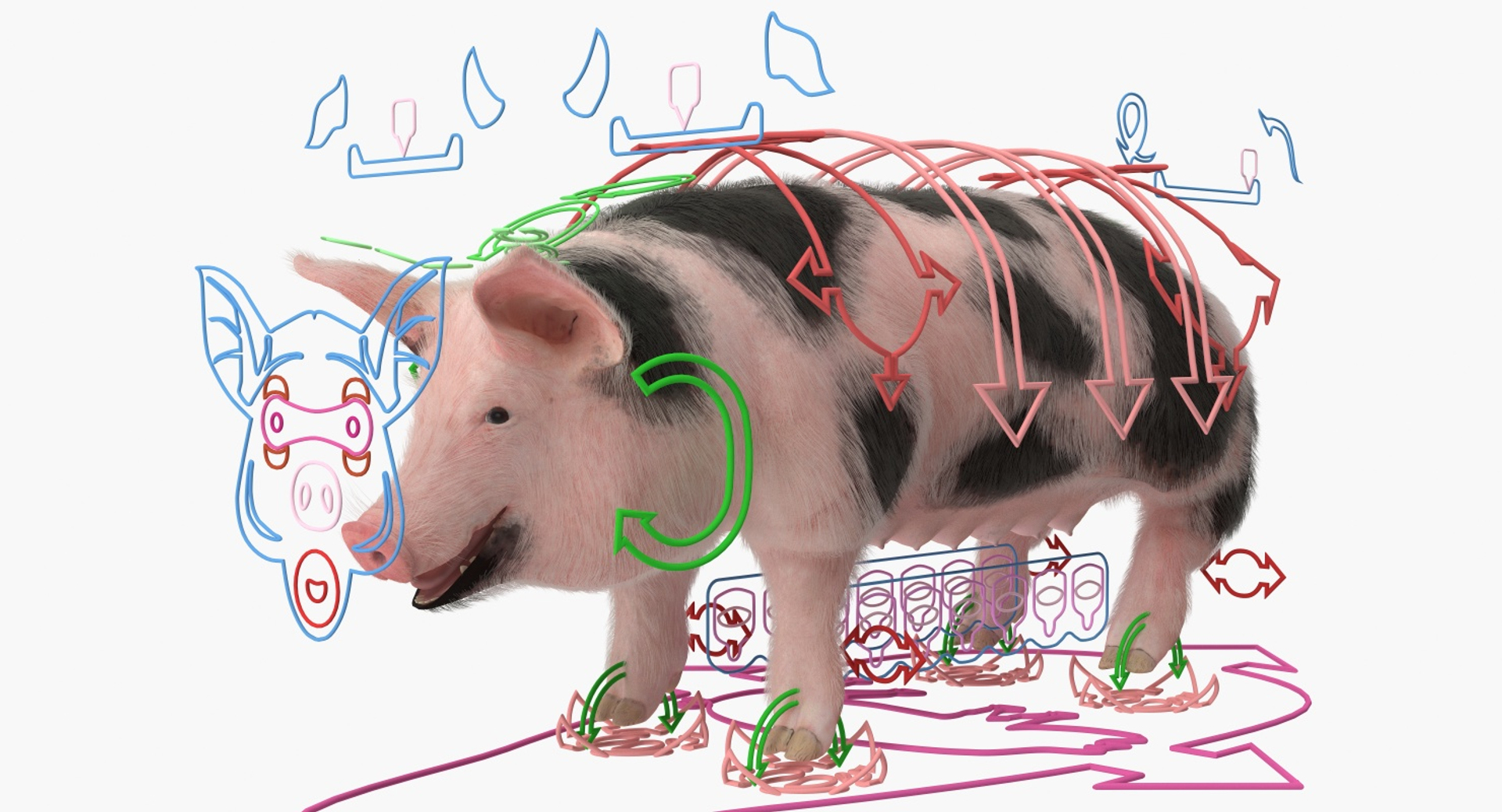 3D Model Pig Sow Peitrain Rigged - TurboSquid 1371732