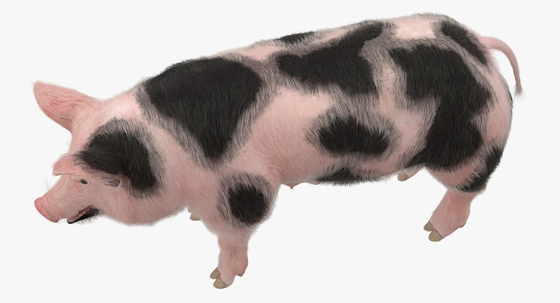 3D Model Pig Sow Peitrain Rigged - TurboSquid 1371732