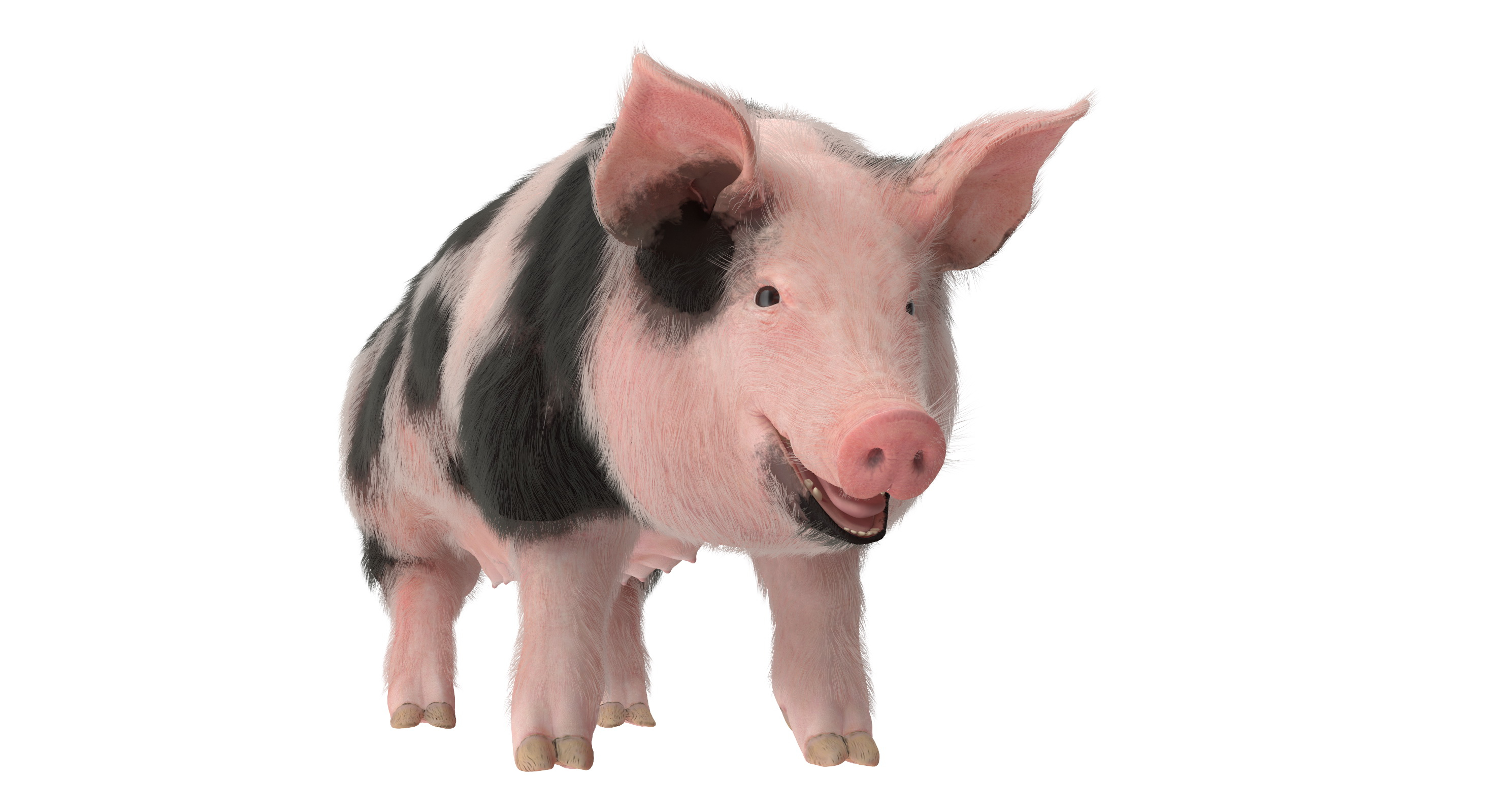 3D model pig sow peitrain rigged - TurboSquid 1371732