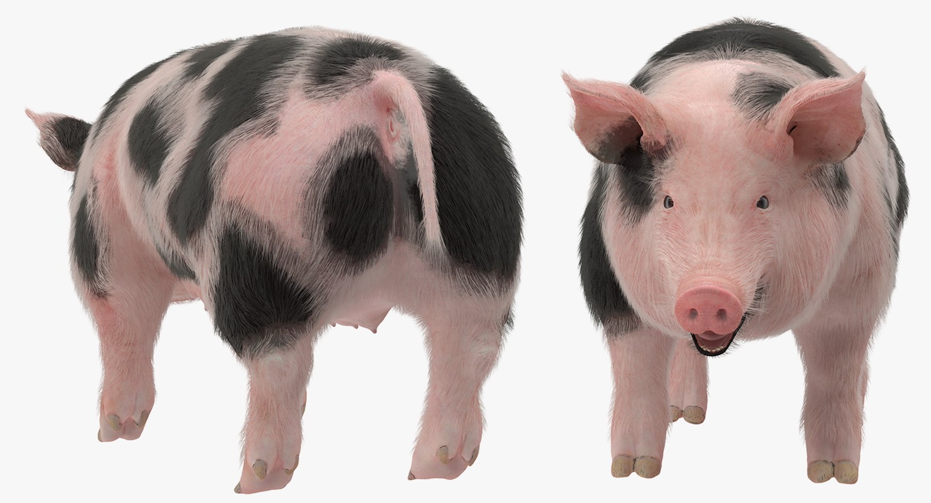 3D Model Pig Sow Peitrain Rigged - TurboSquid 1371732
