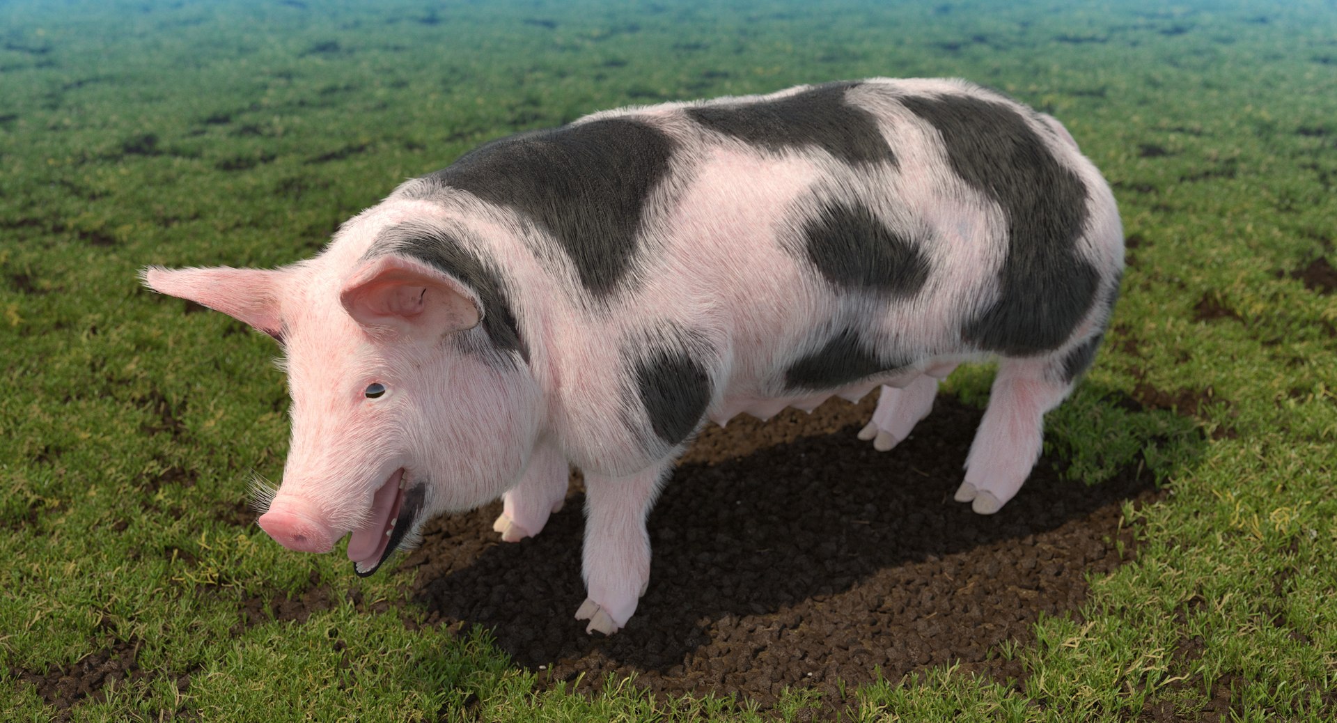 3D Model Pig Sow Peitrain Rigged - TurboSquid 1371732