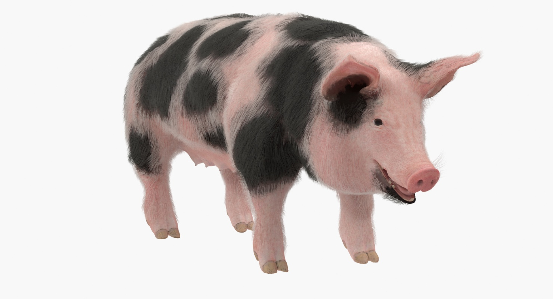 3D Model Pig Sow Peitrain Rigged - TurboSquid 1371732