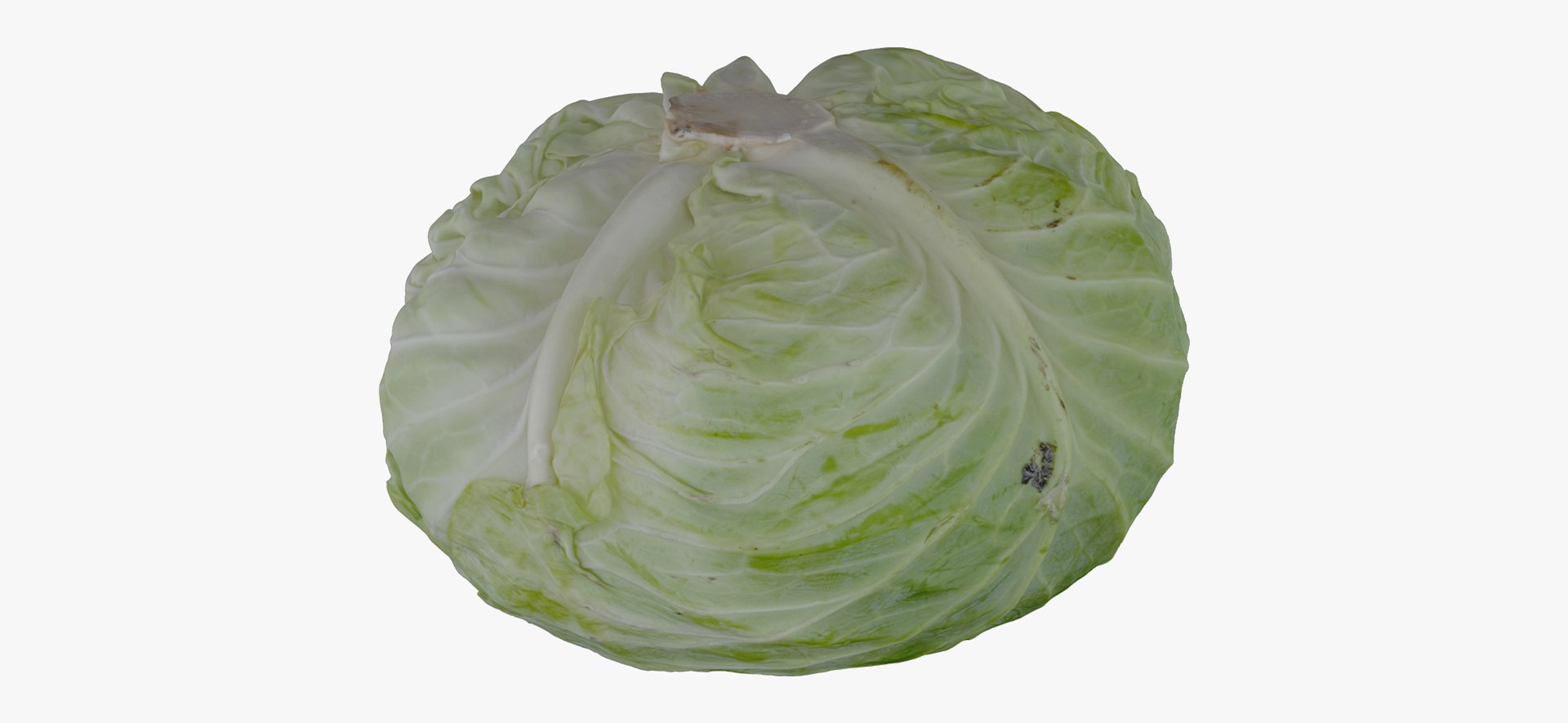 Cabbage 02 RAW Scan 3D Model - TurboSquid 1862084