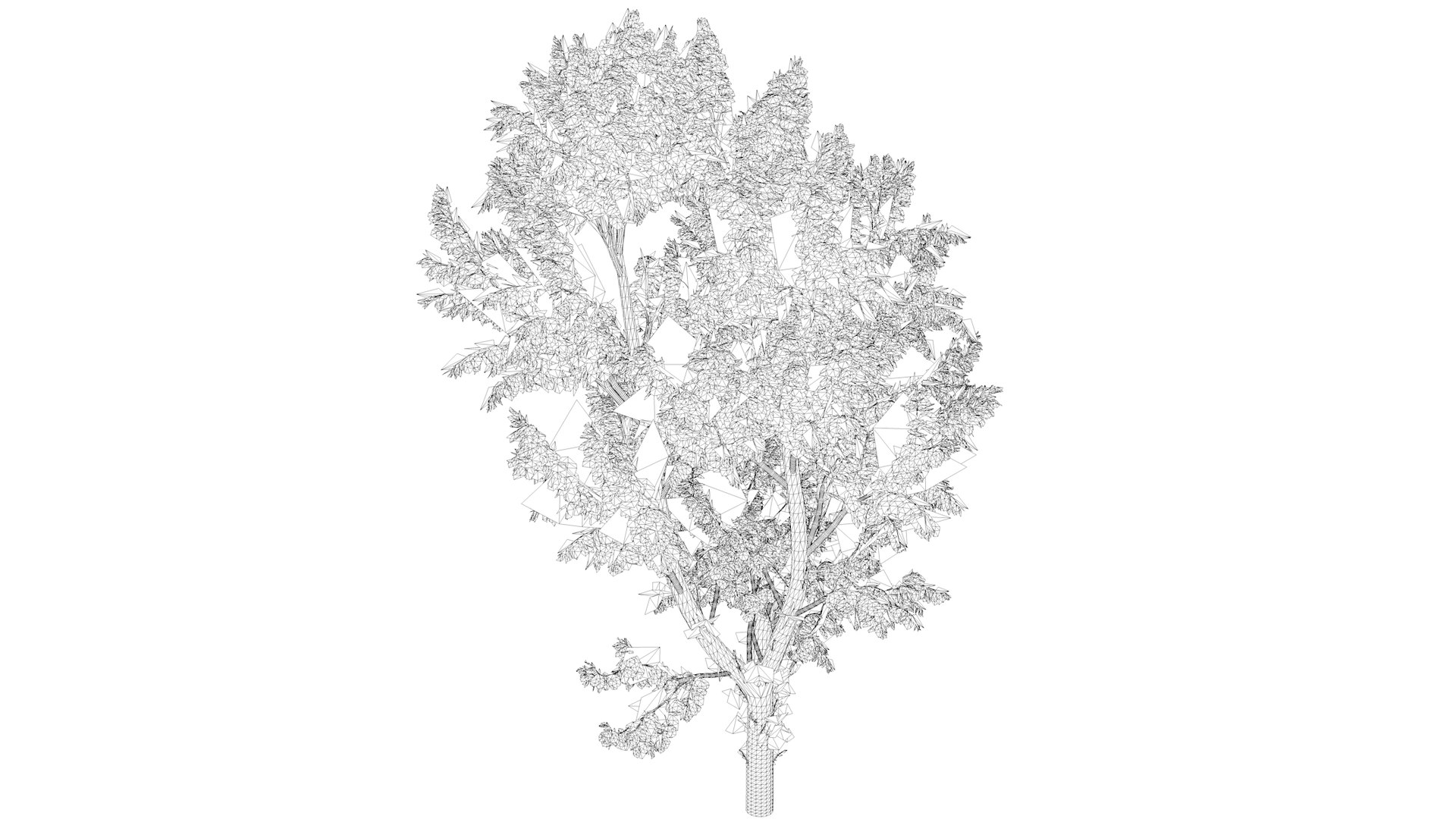 European White Birch Tree - 10 - 3D Model - TurboSquid 2375871