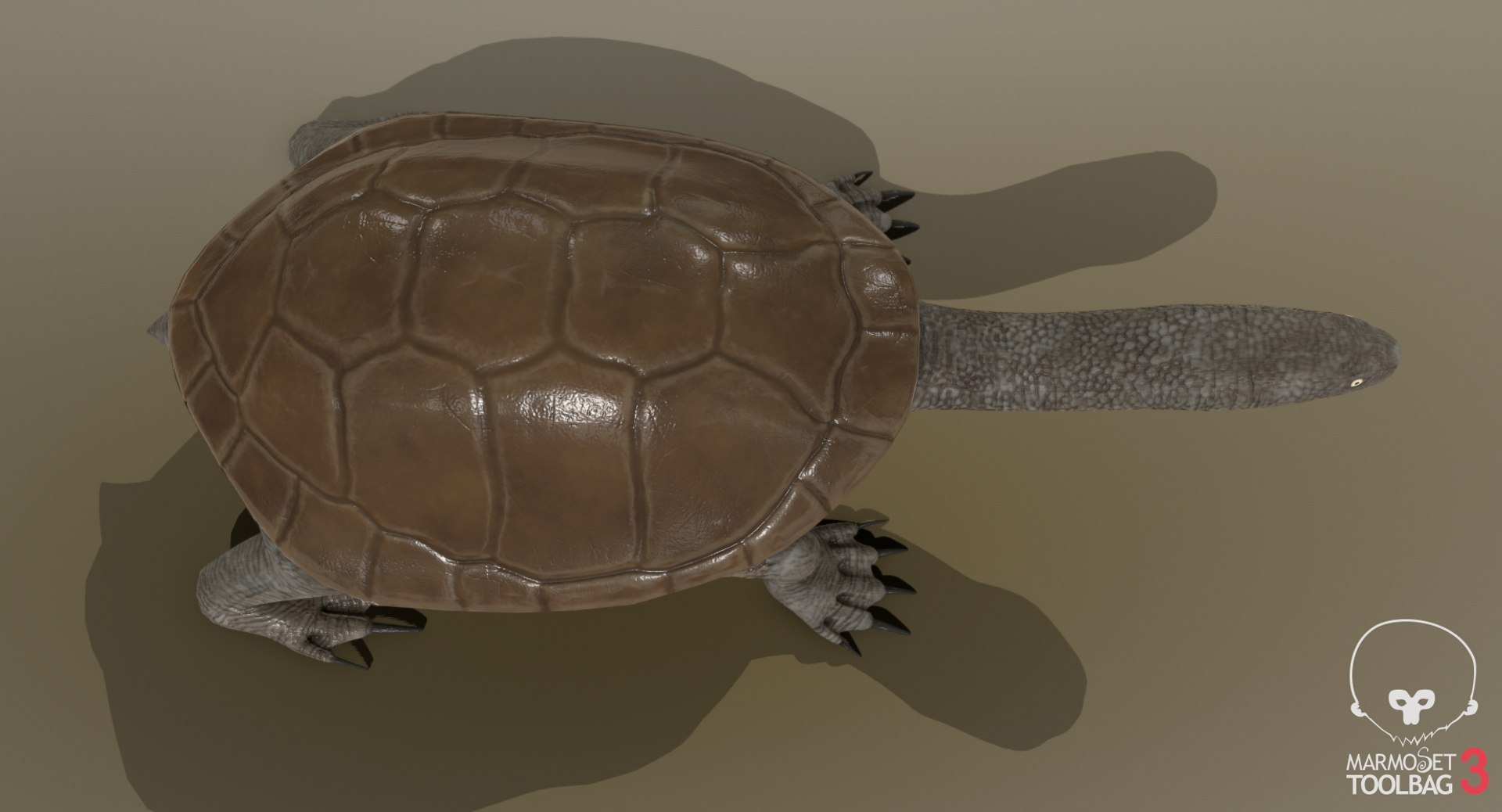 3D Model Snake Necked Turtle - TurboSquid 1331880