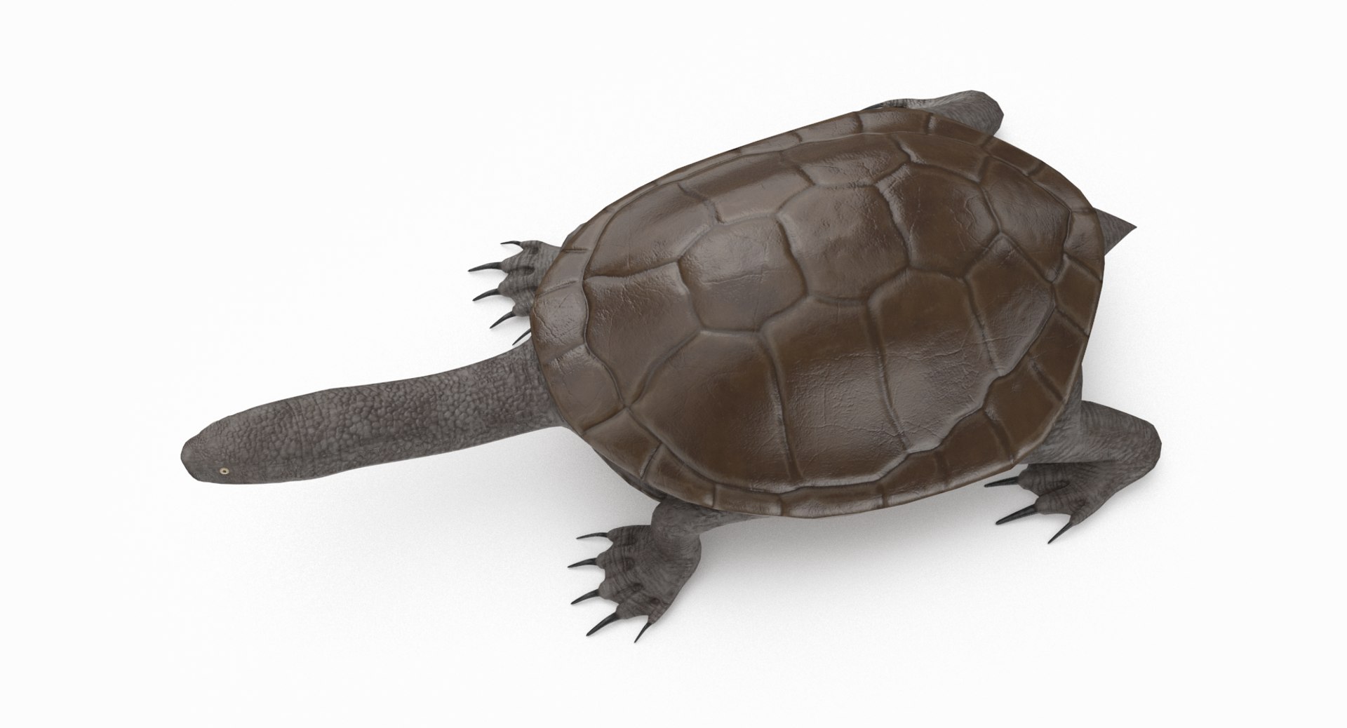 3D Model Snake Necked Turtle - TurboSquid 1331880