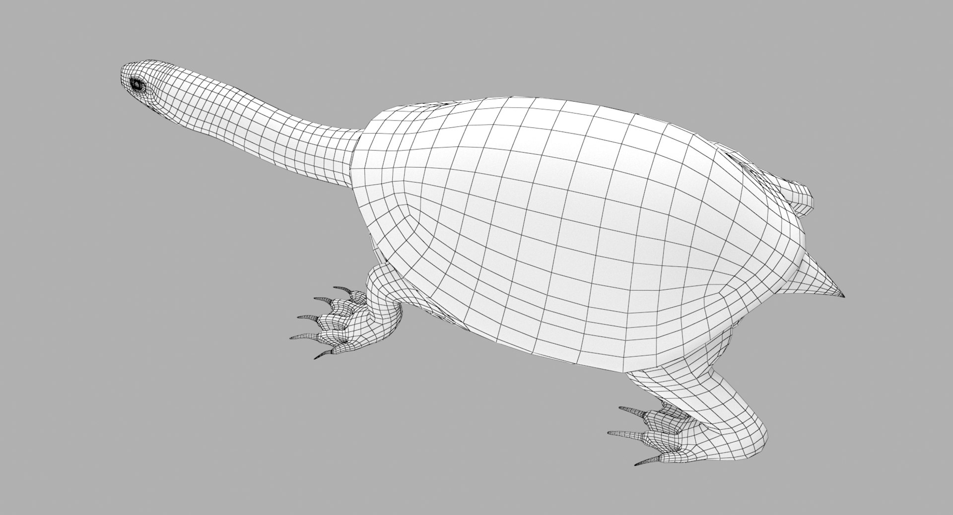 3D Model Snake Necked Turtle - TurboSquid 1331880