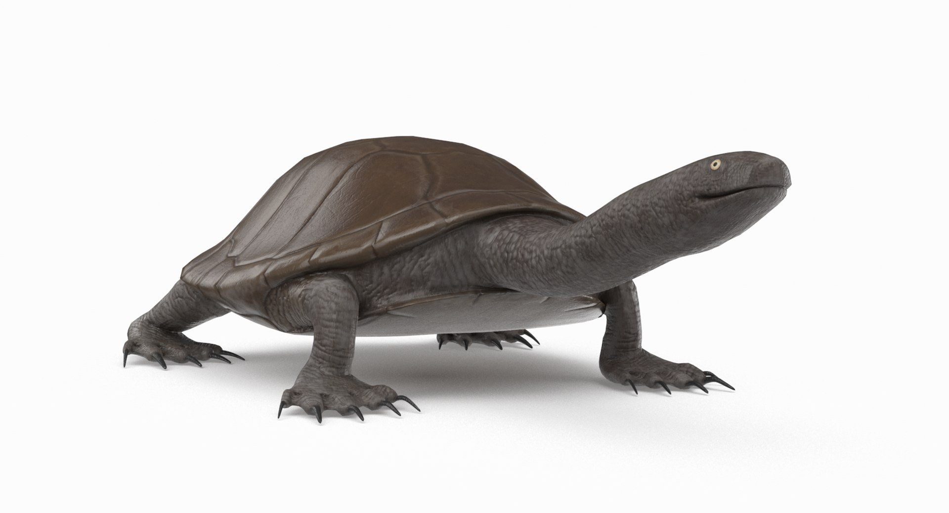 3D Model Snake Necked Turtle - TurboSquid 1331880
