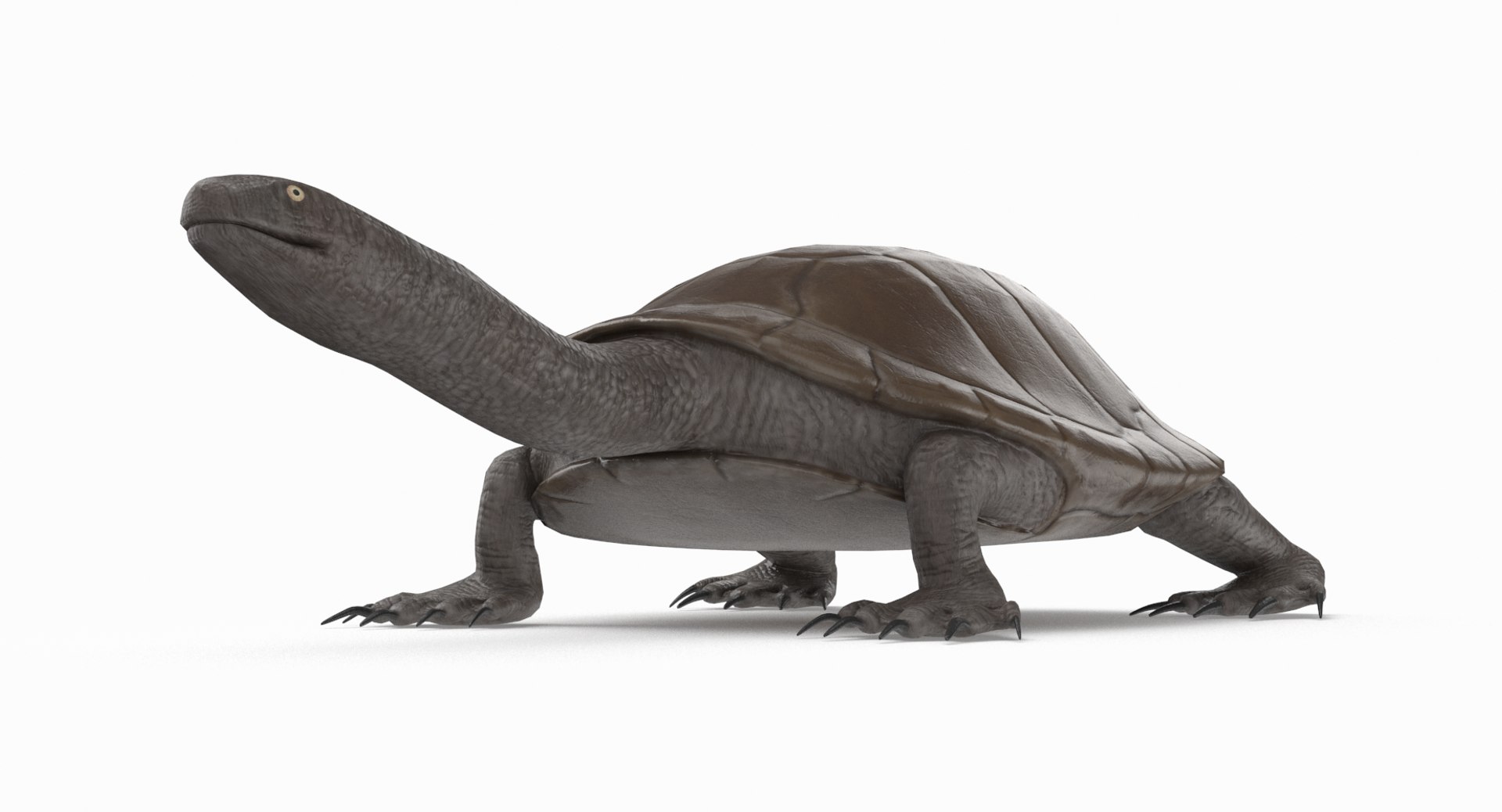 3D Model Snake Necked Turtle - TurboSquid 1331880