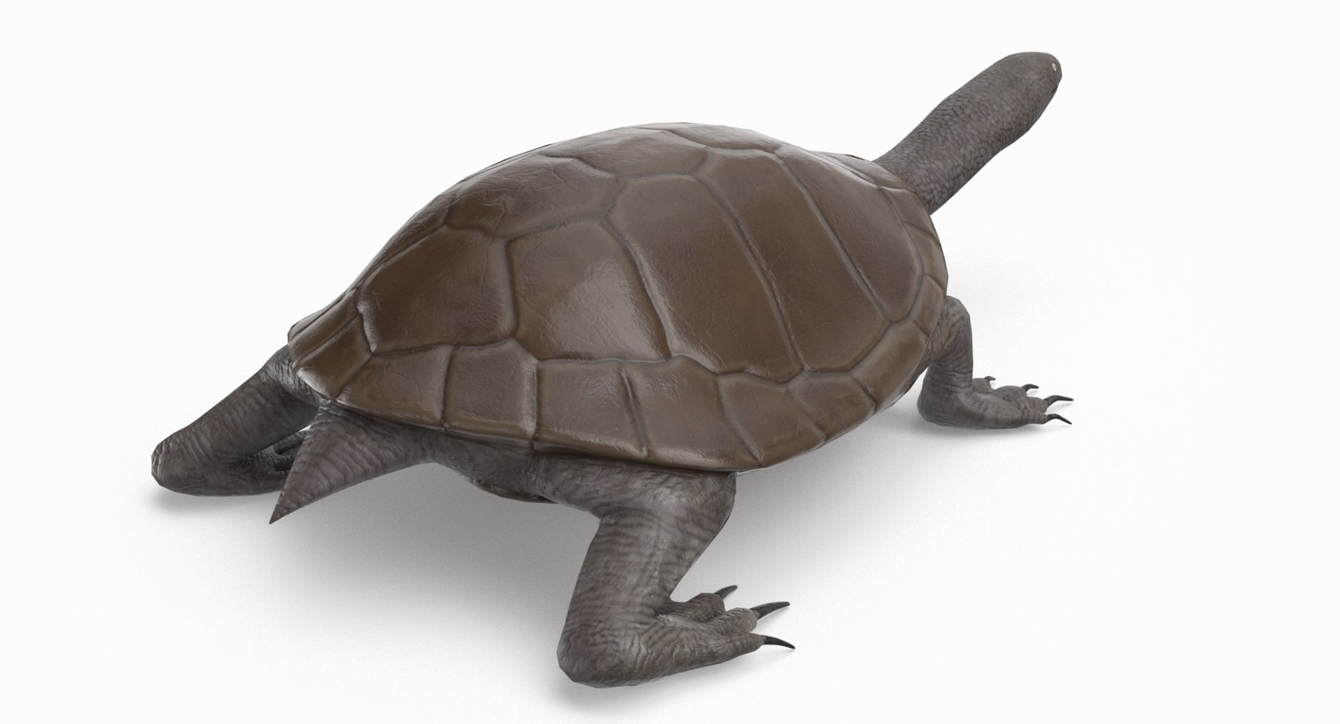 3D Model Snake Necked Turtle - TurboSquid 1331880