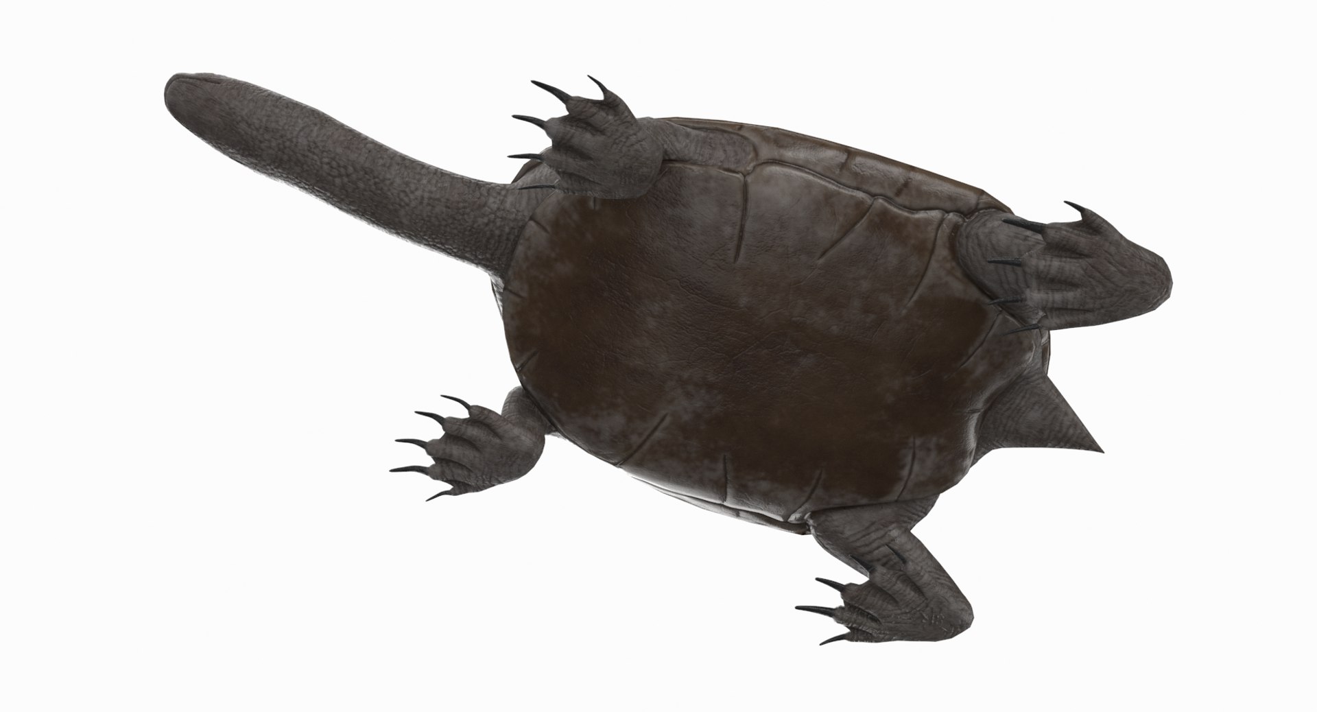 3D Model Snake Necked Turtle - TurboSquid 1331880