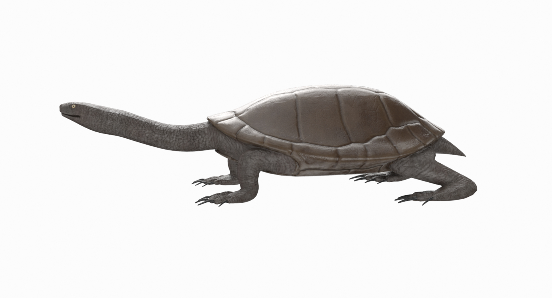 3D Model Snake Necked Turtle - TurboSquid 1331880