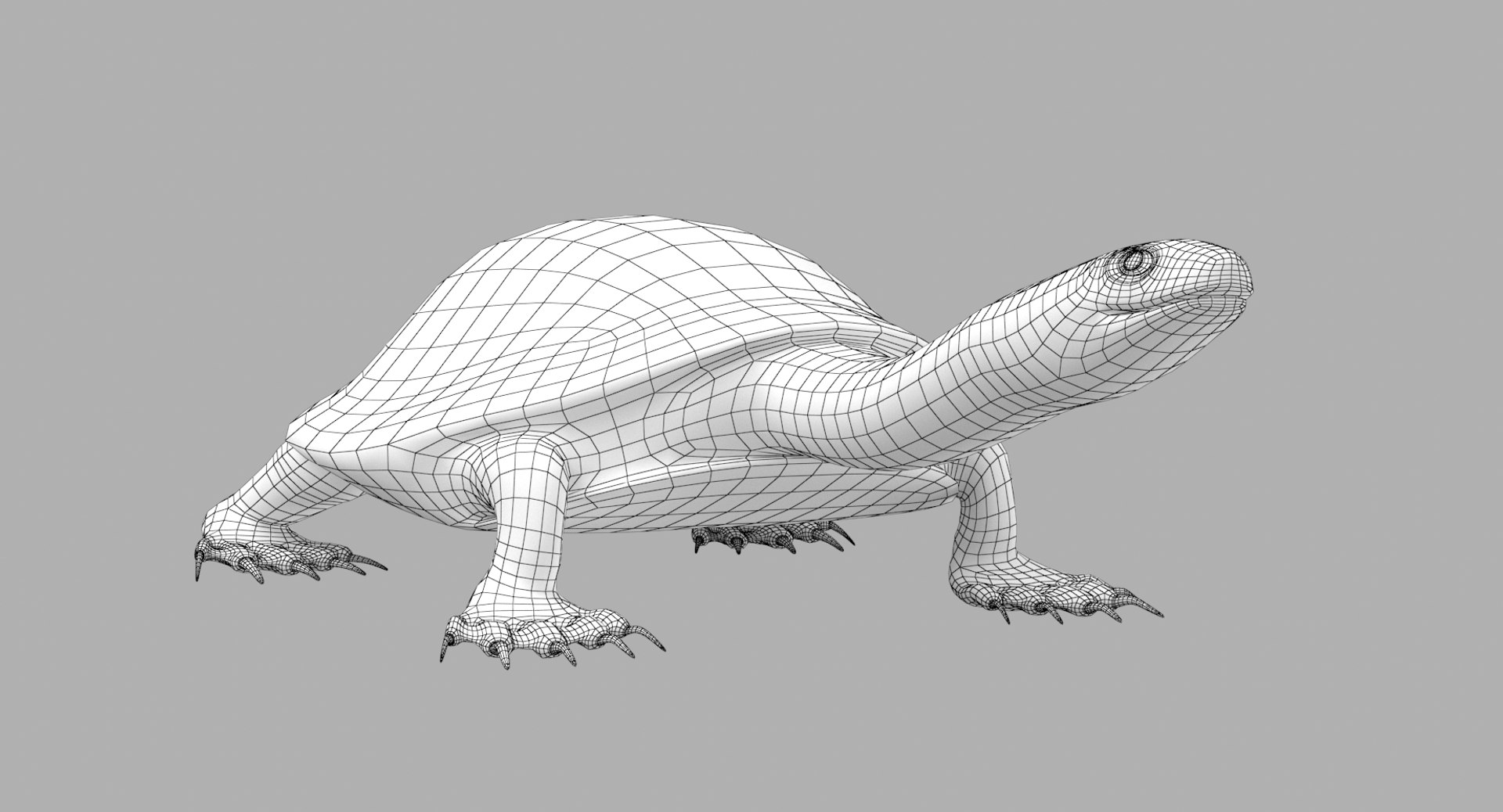 3D Model Snake Necked Turtle - TurboSquid 1331880