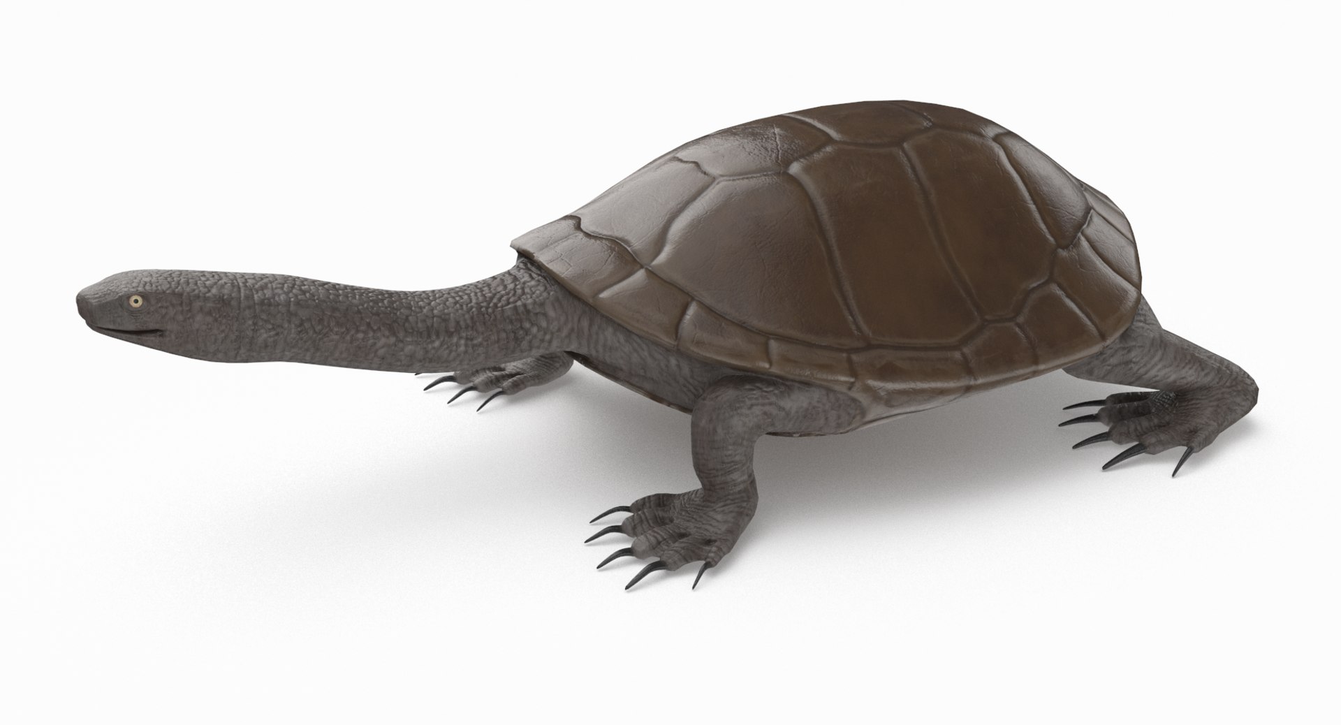 3D Model Snake Necked Turtle - TurboSquid 1331880