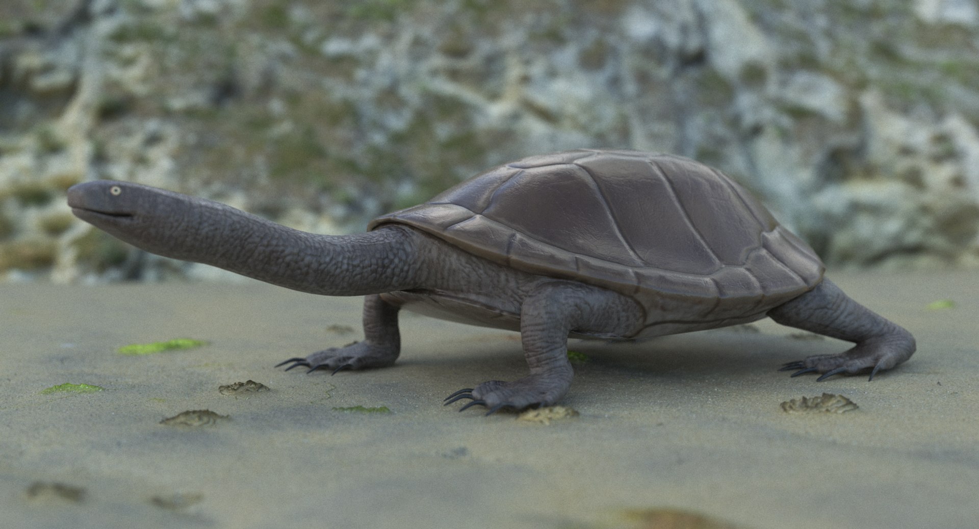 3D Model Snake Necked Turtle - TurboSquid 1331880