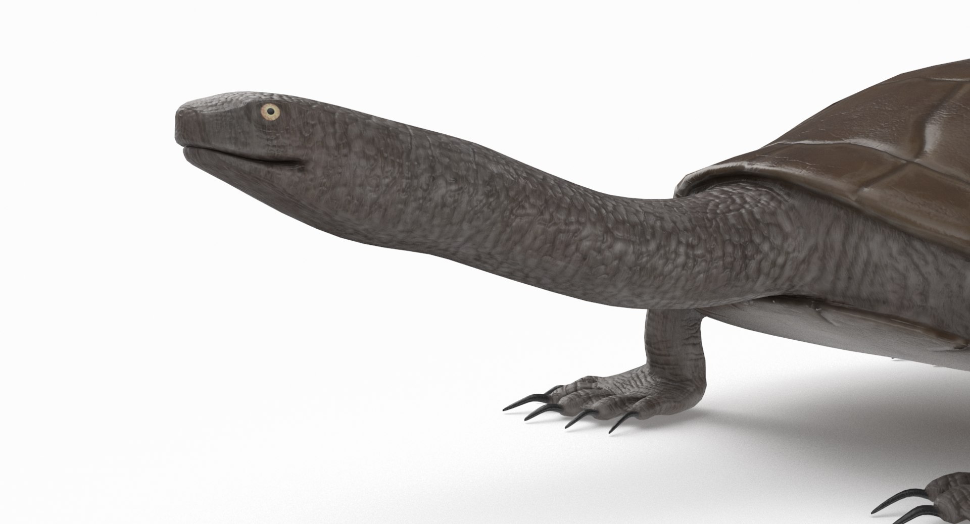 3D Model Snake Necked Turtle - TurboSquid 1331880