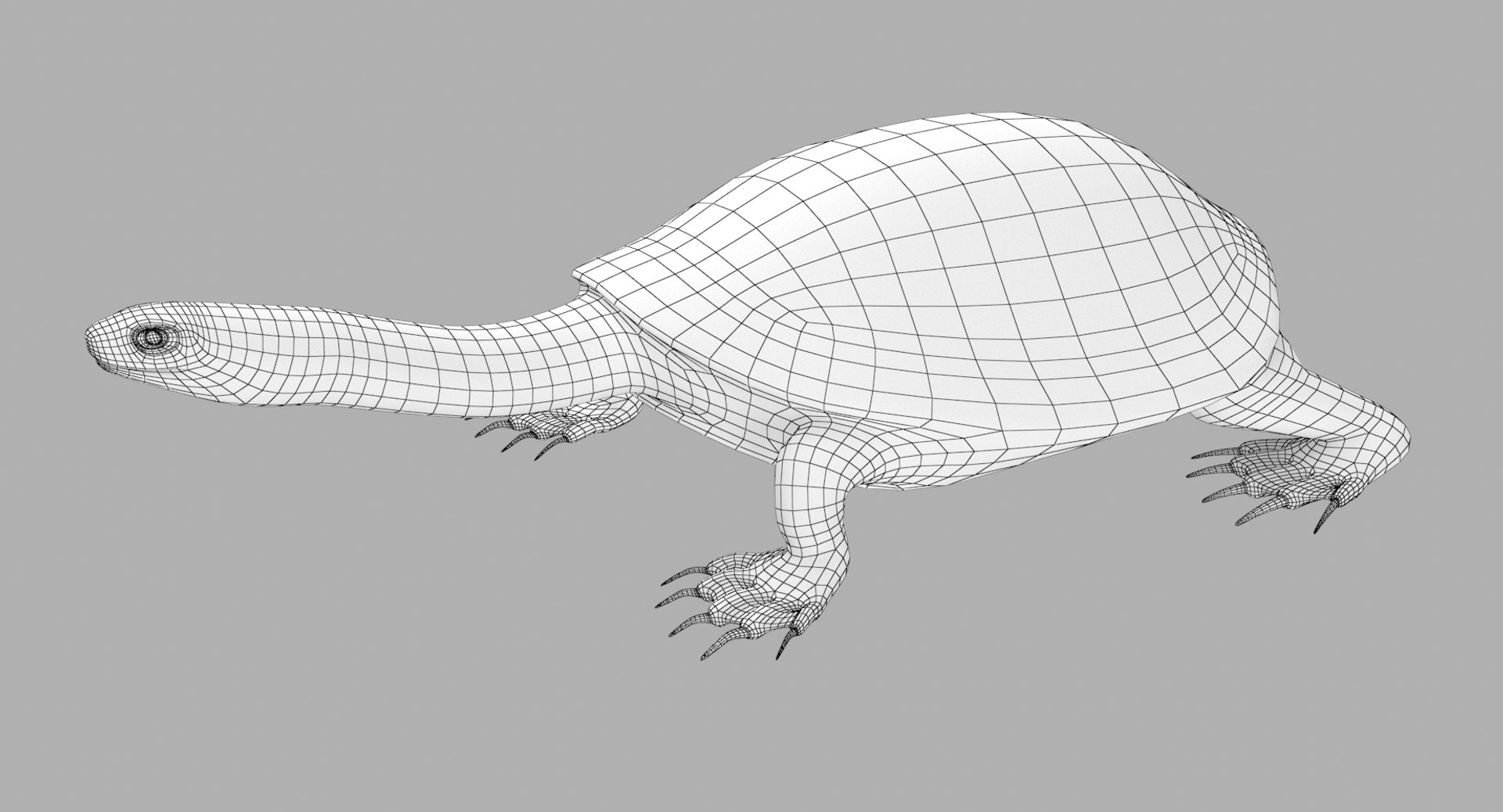 3D Model Snake Necked Turtle - TurboSquid 1331880