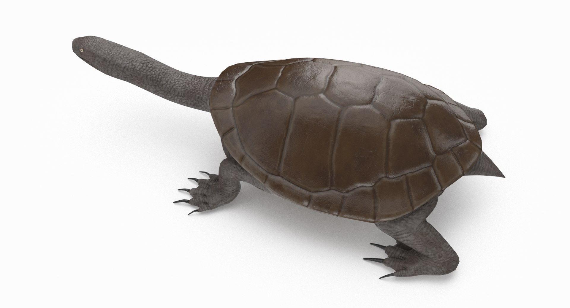 3D Model Snake Necked Turtle - TurboSquid 1331880
