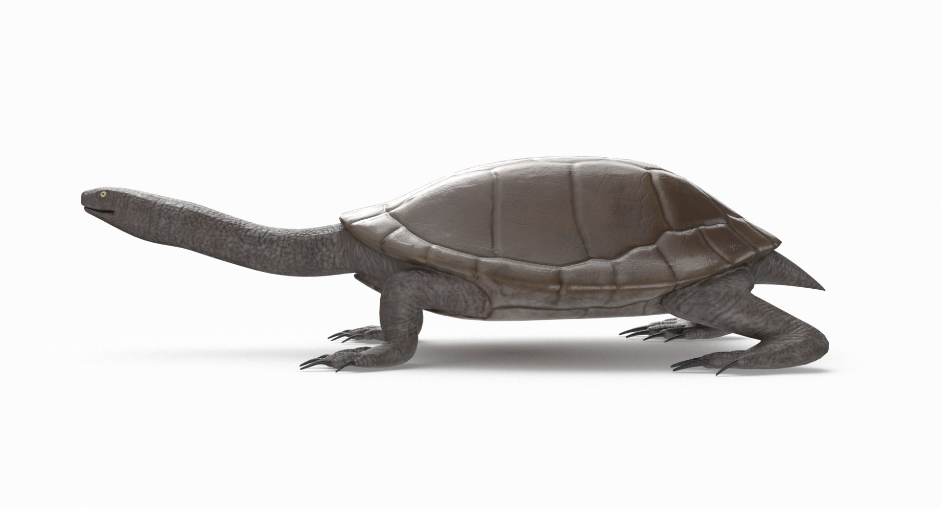 3D Model Snake Necked Turtle - TurboSquid 1331880